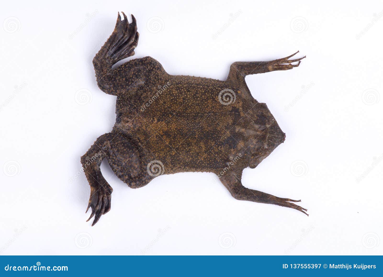 Pipa Del Pipa Del Sapo De Suriname Imagen de archivo - Imagen de ...