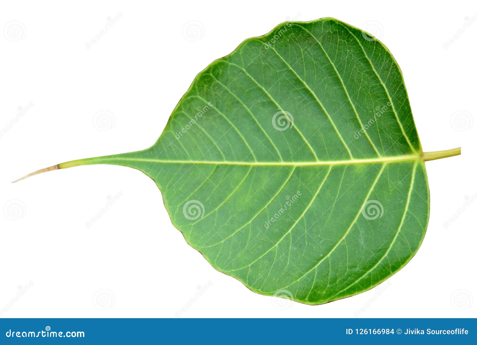 Pipal Green Leaf on White Background Stock Photo - Image of creativity ...