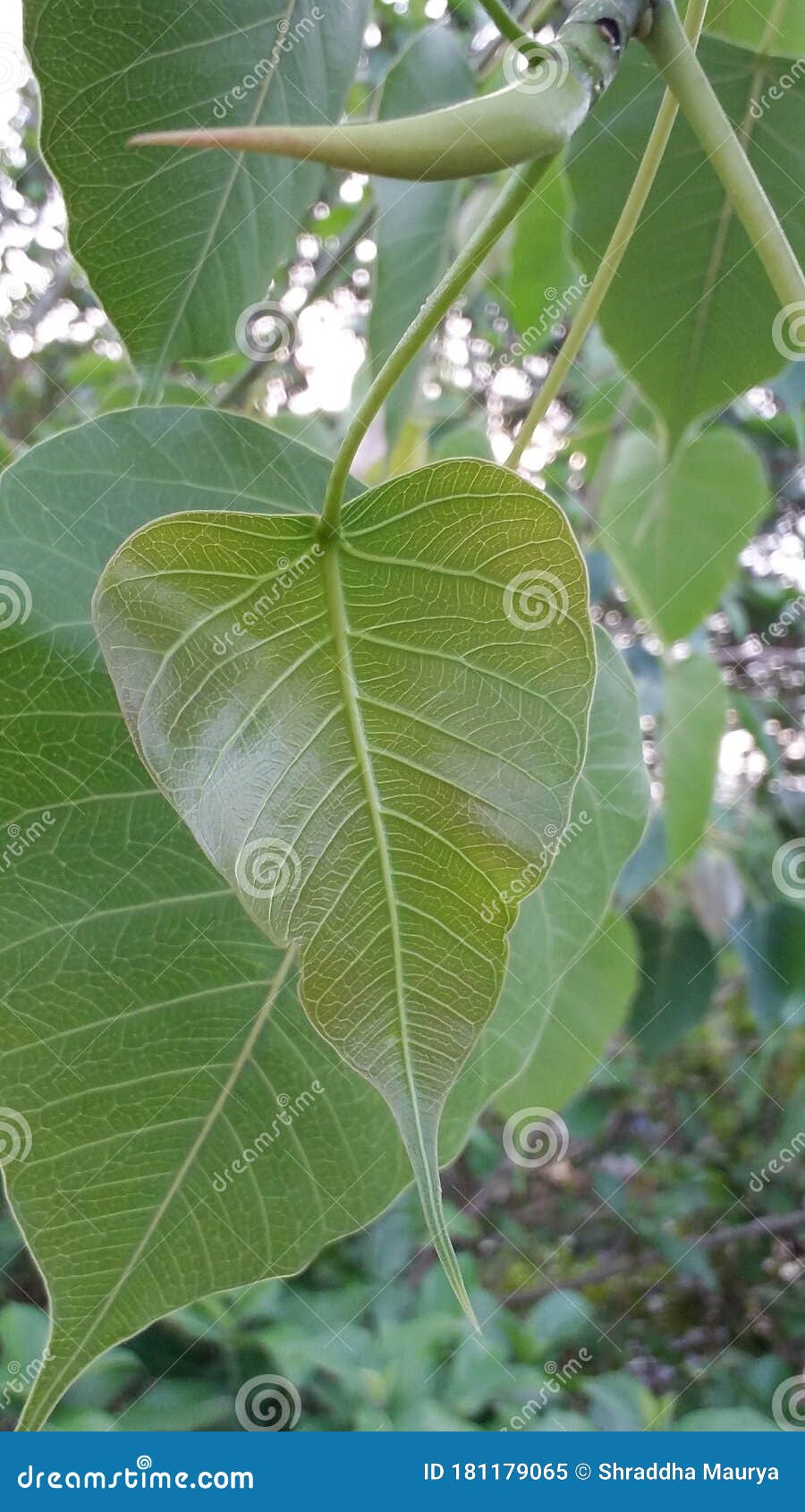 Pipal Leaf Growing Through Crack In Old Sand Stone Wall,survival ...
