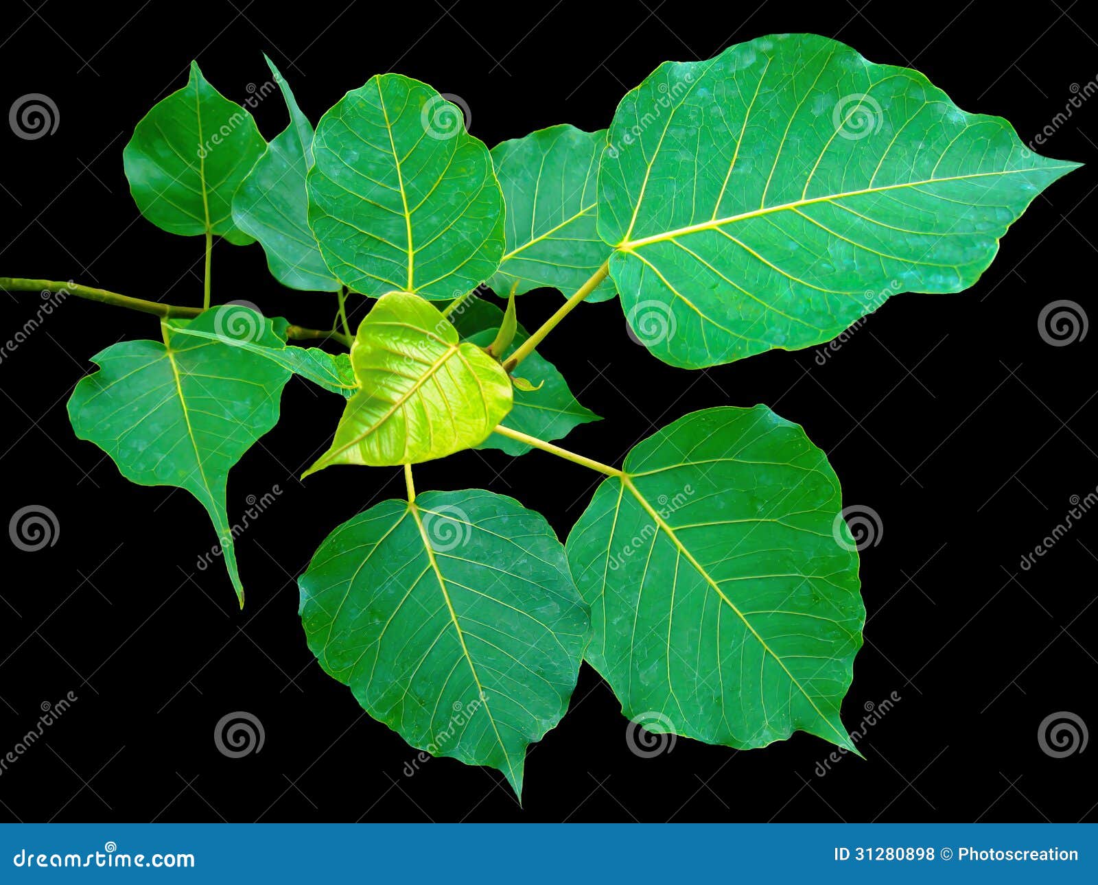 Religion Pipal Tree, Bohhi Leaf, Peepul, Ficus Stock Photo ...