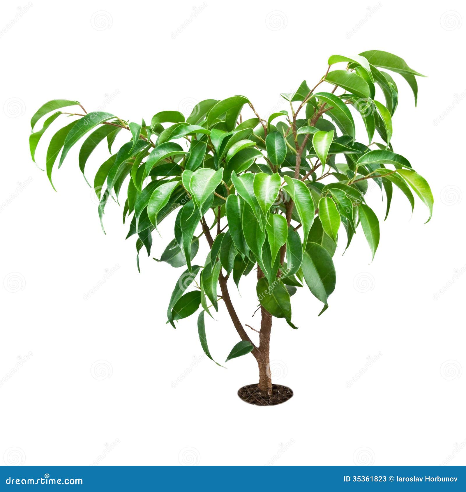 Pipal stock image. Image of bright, branch, design, closeup - 35361823