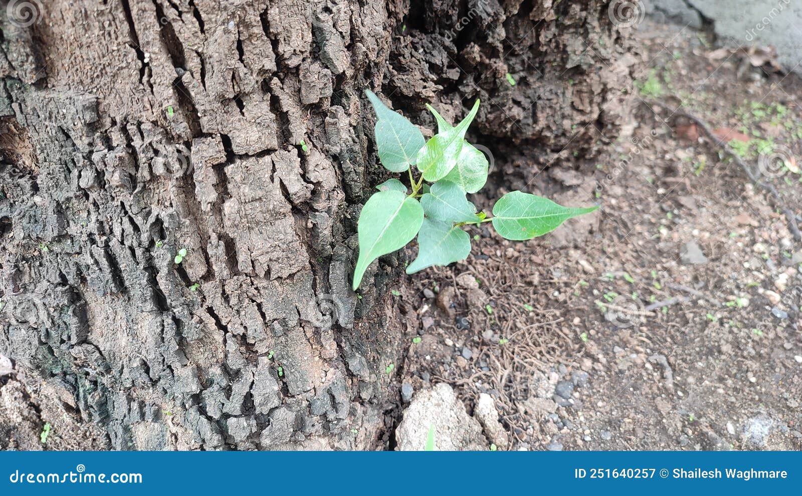 A Pipal Plant Growing in Bottem of Big Tree Stock Image - Image of ...