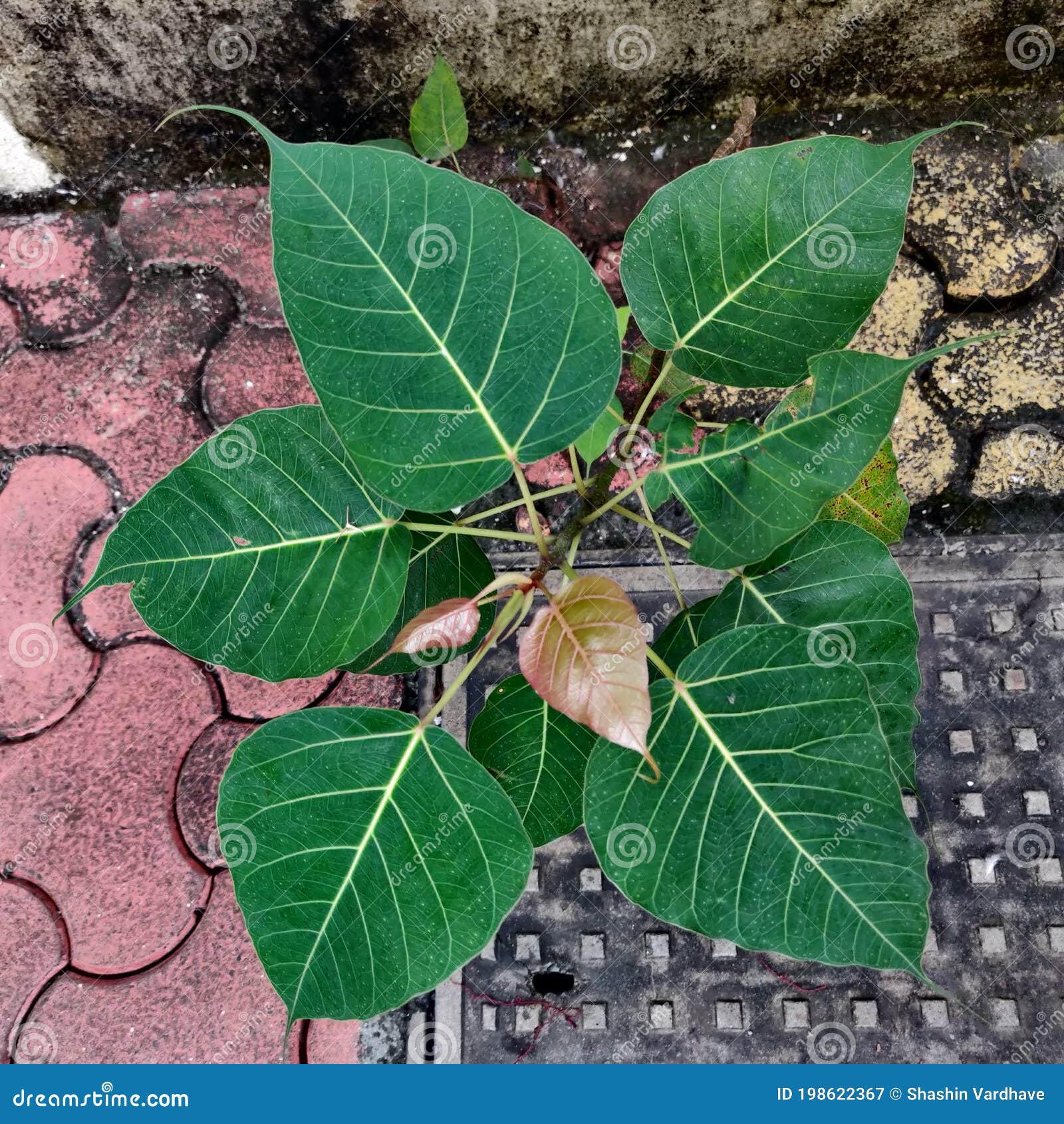 Pipal tree stock image. Image of plant, great, capable - 198622367