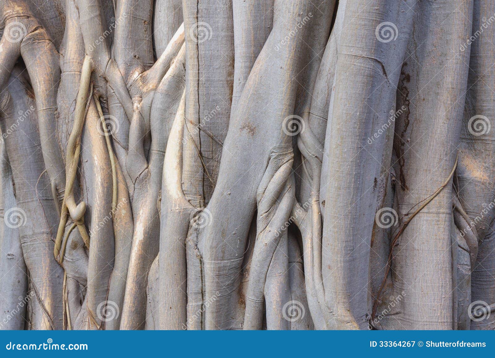 The pipal tree stock image. Image of surface, roots, garden - 33364267