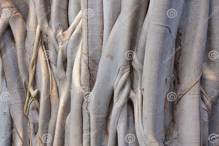 The pipal tree stock image. Image of surface, roots, garden - 33364267