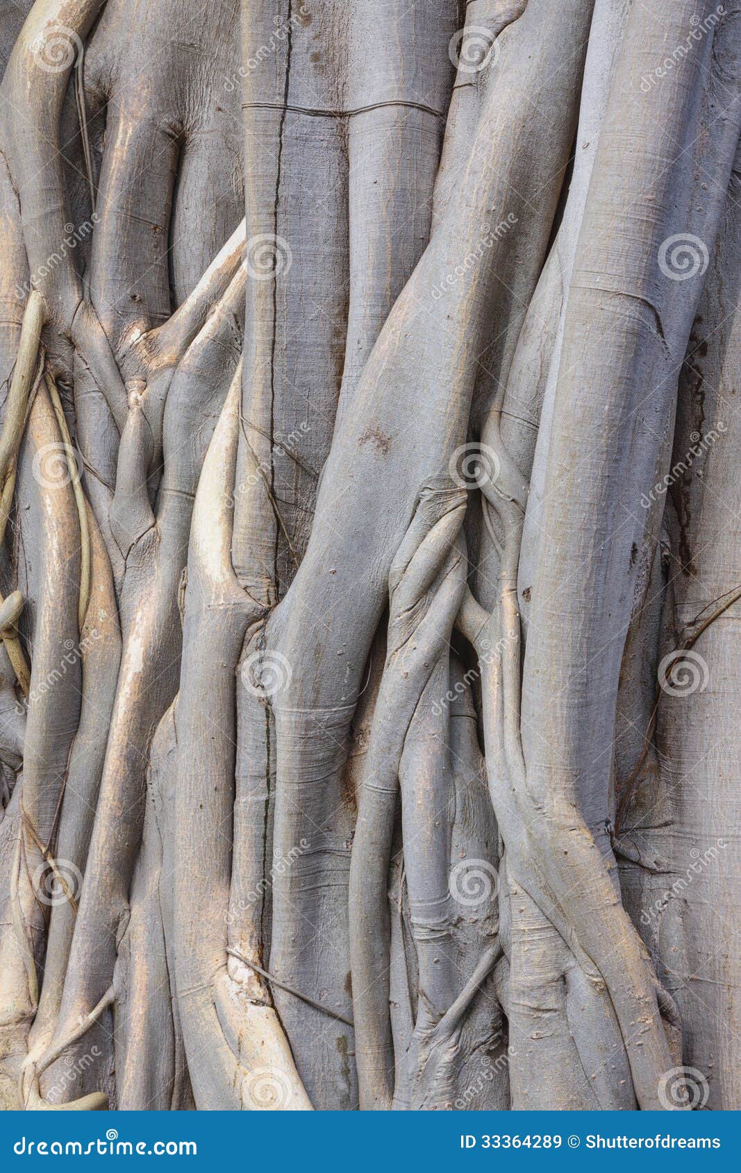 A pipal tree stock image. Image of peepal, garden, jungle - 33364289