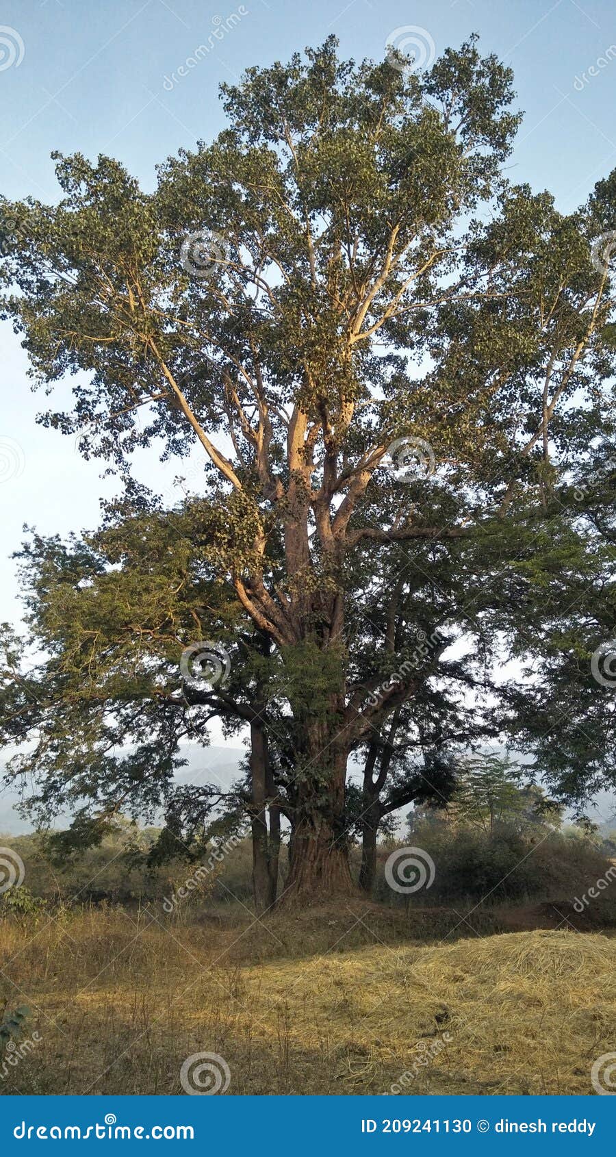 The Pipal Tree Stock Image | CartoonDealer.com #33364267