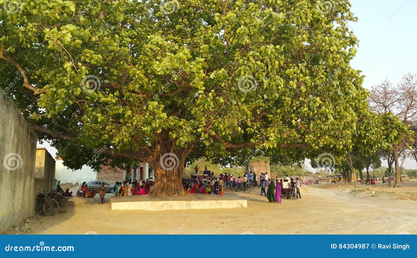 Pipal tree editorial photography. Image of indian, tree - 84304987