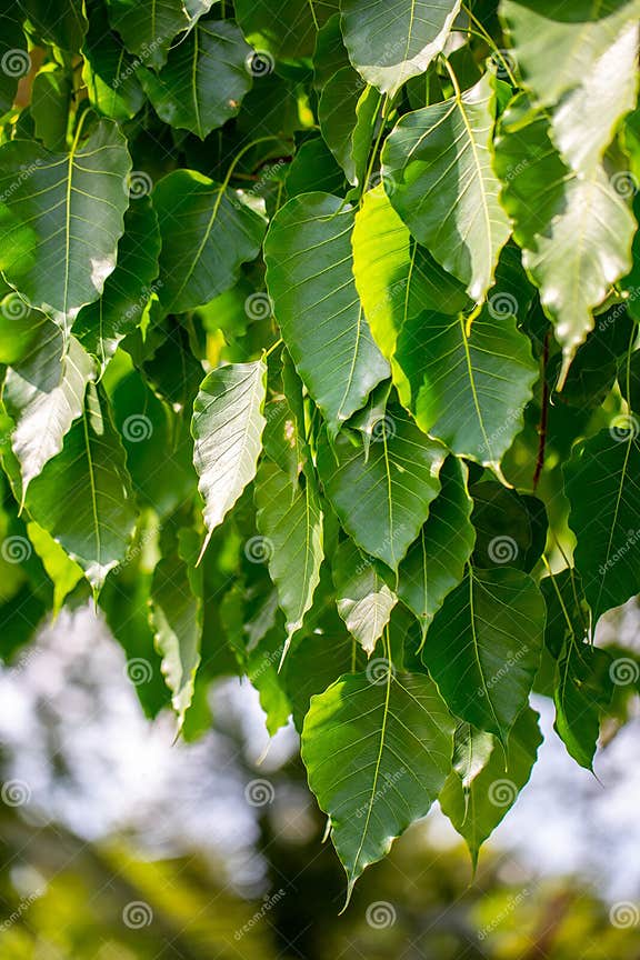 Pipal Tree Leaves Background Stock Photo - Image of growth, sacred ...