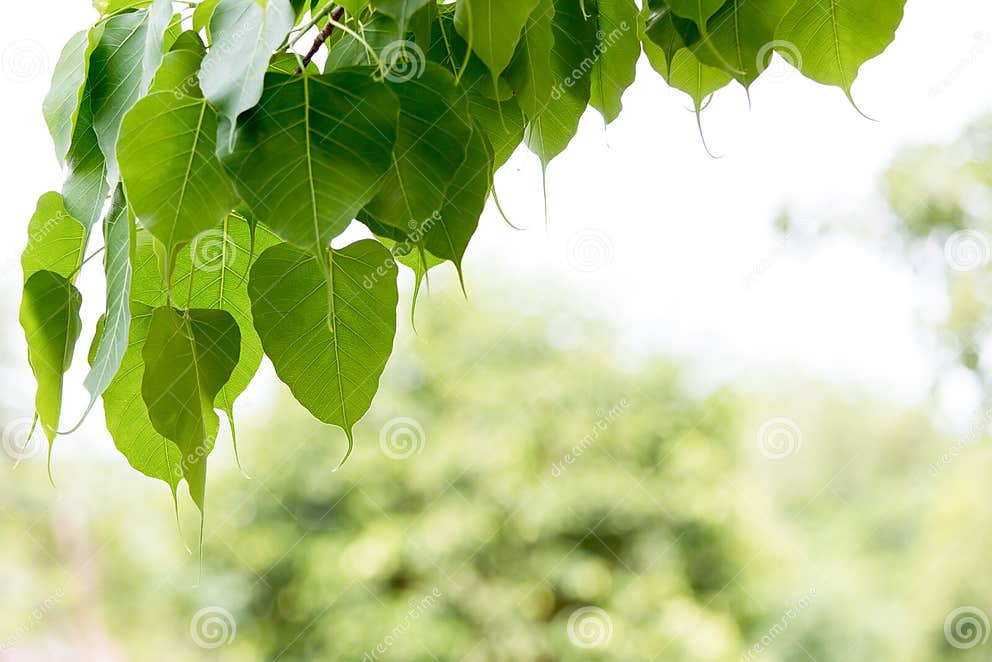 Pipal Tree Leaves Background Stock Image - Image of spring, summer ...