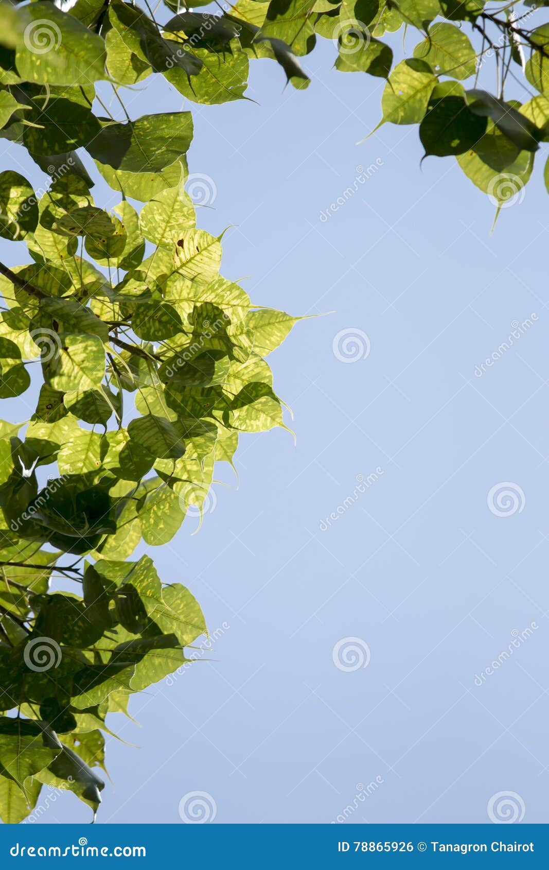 Pipal Tree Leaves Background Stock Photo - Image of yellow, nature ...