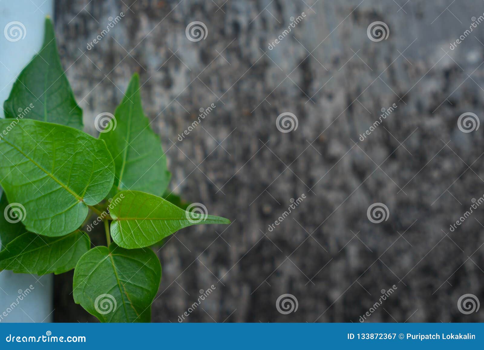 The pipal tree stock image. Image of natural, moraceae - 133872367