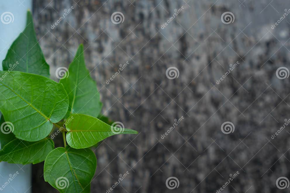 The pipal tree stock image. Image of natural, moraceae - 133872367
