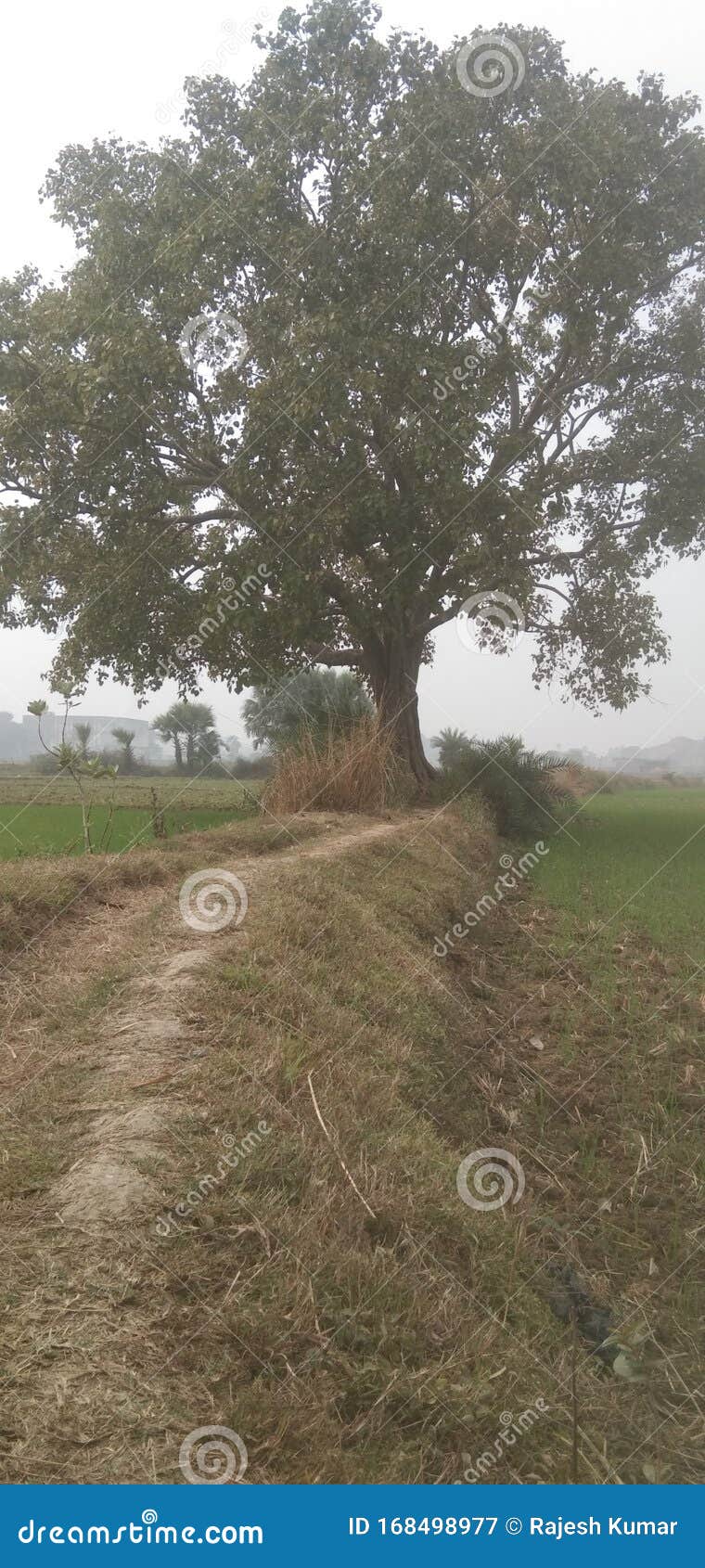 Pipal tree stock image. Image of pipal, tree, bihar - 168498977