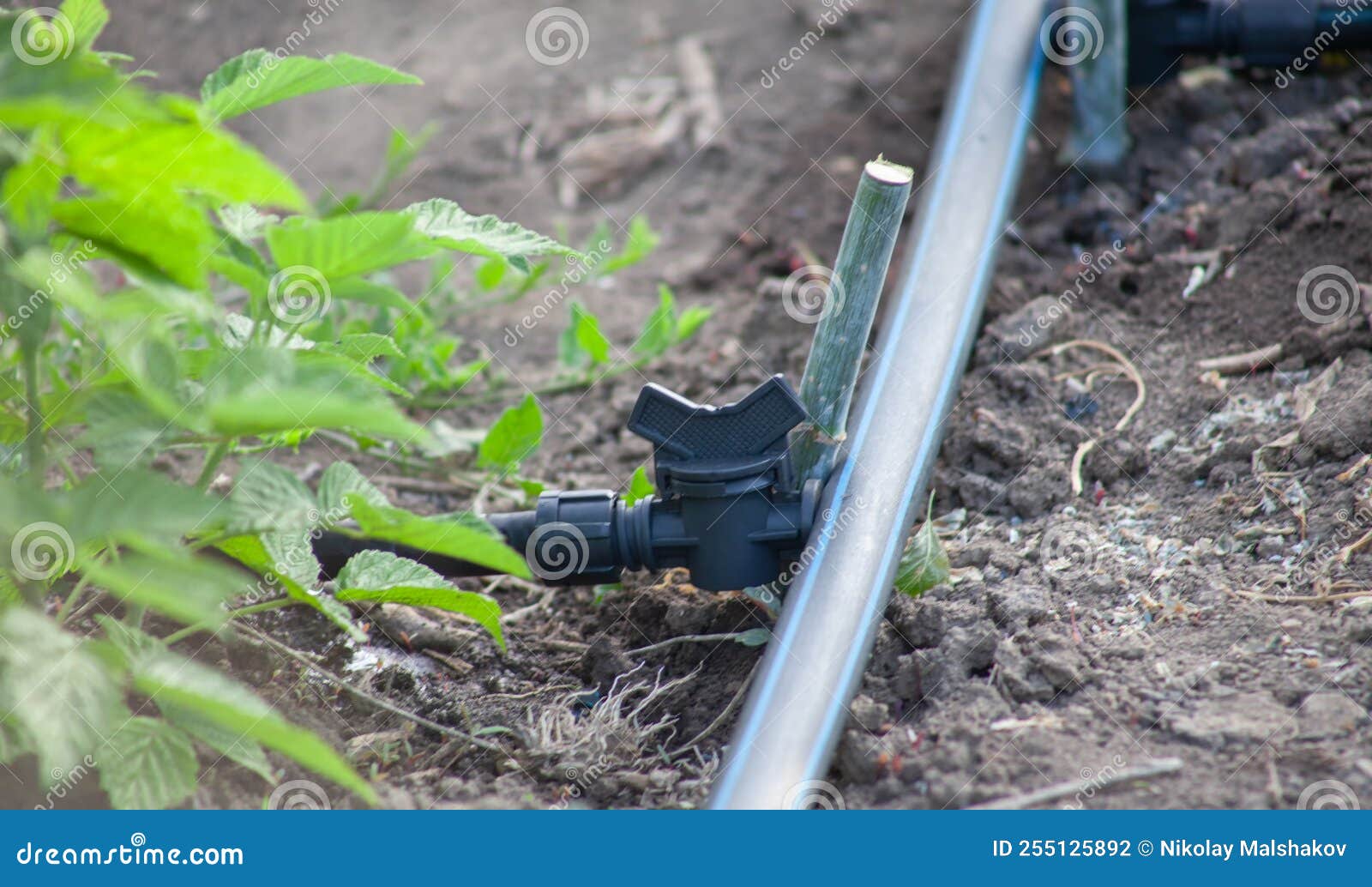 A Pipe with a Faucet for Irrigation in the Garden. Stock Photo - Image ...