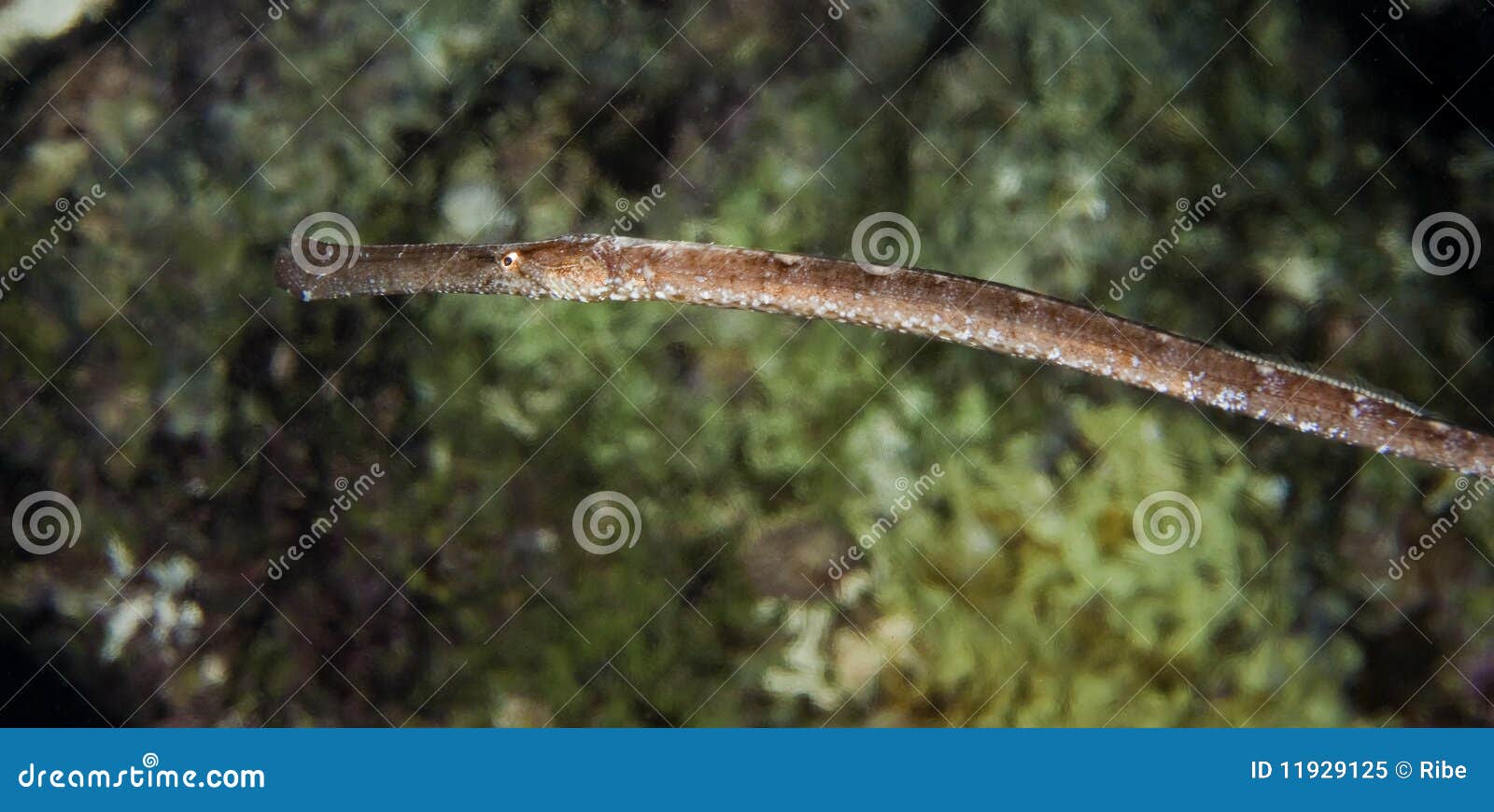 Pipe-Fish stock image. Image of colourful, scuba, reef - 11929125