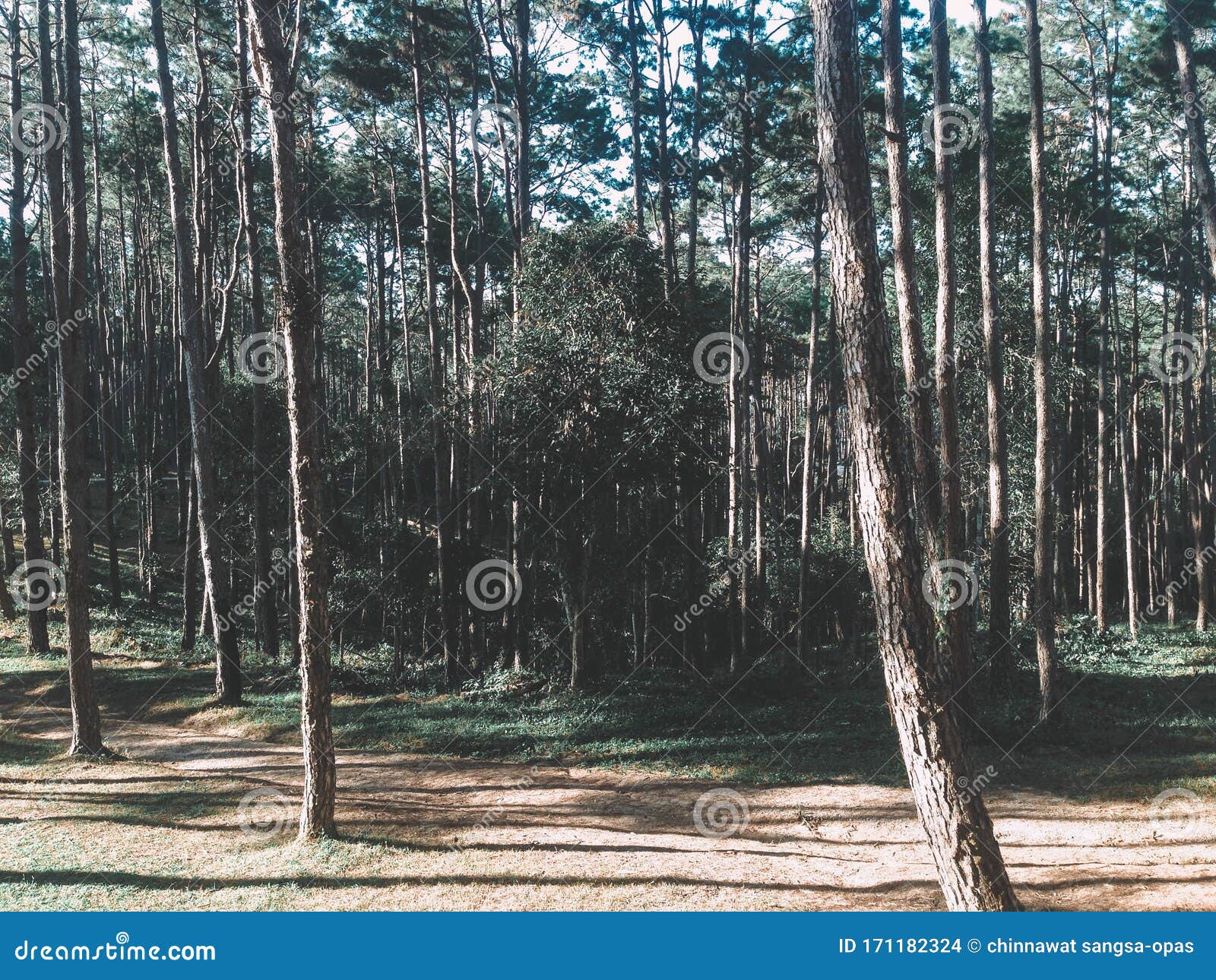 Pipe forest stock photo. Image of forest, thailand, pipe - 171182324