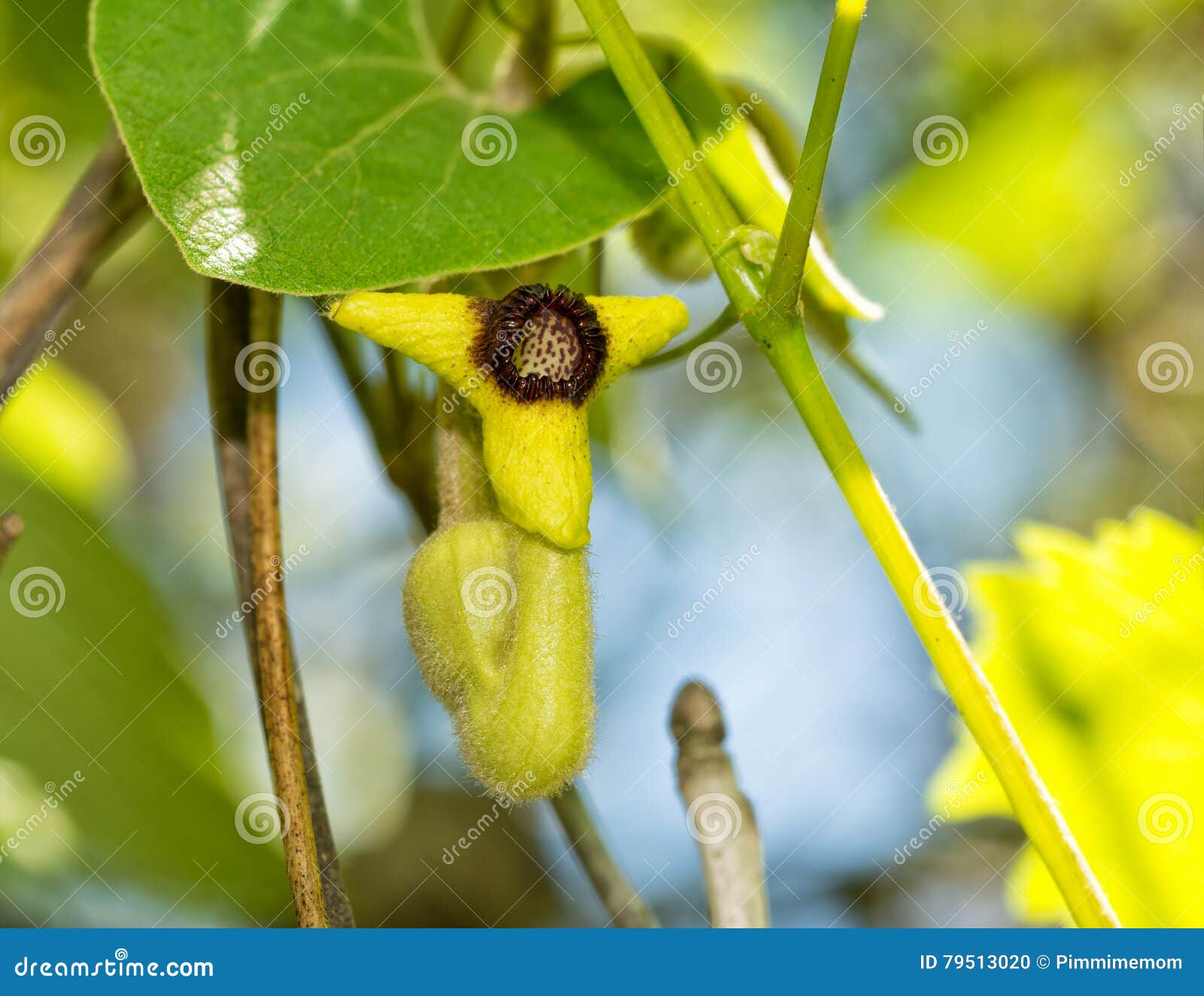 Pipe-shaped Flower of Dutchman S Pipe Stock Photo - Image of dutchmans ...