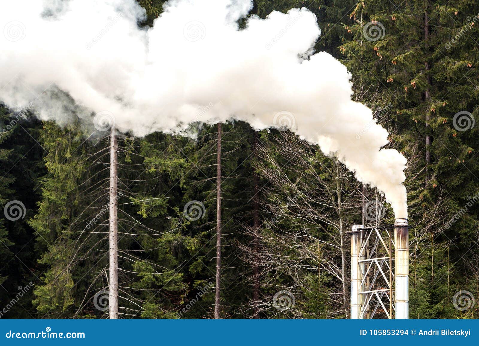 Pipe with Thick White Smoke in Pine Forest Stock Photo - Image of ...