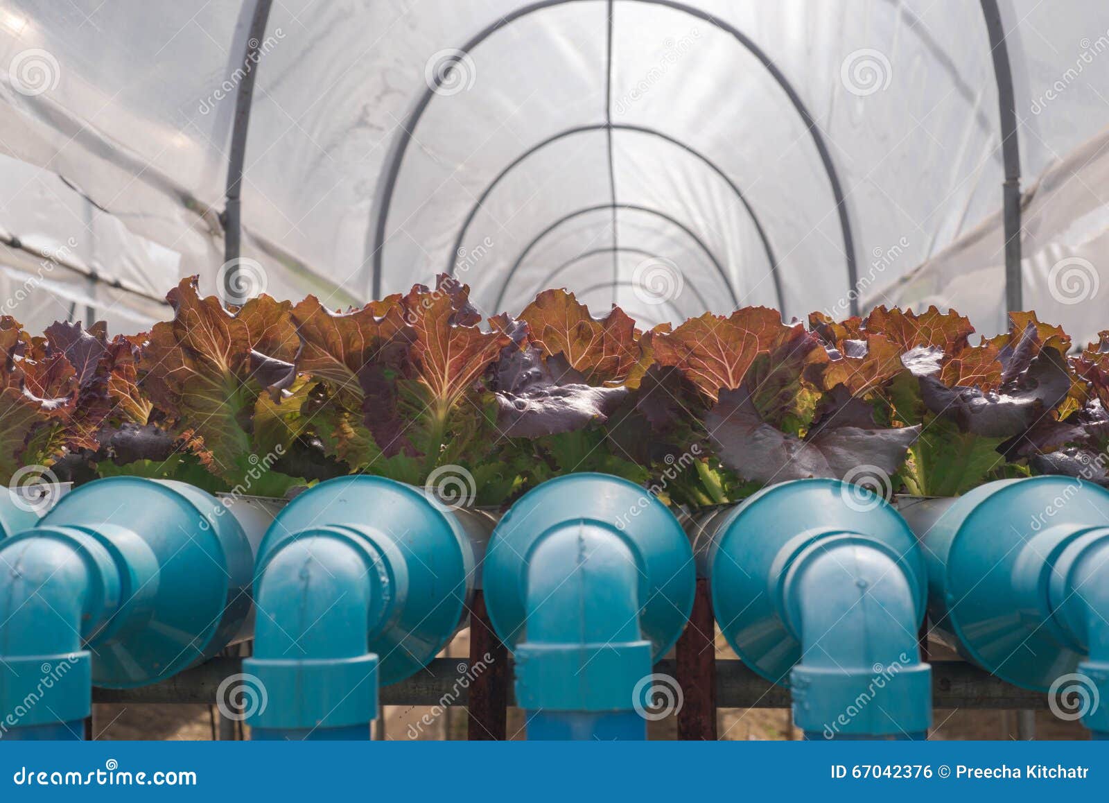 Pipe and vegetable stock photo. Image of farm, green - 67042376
