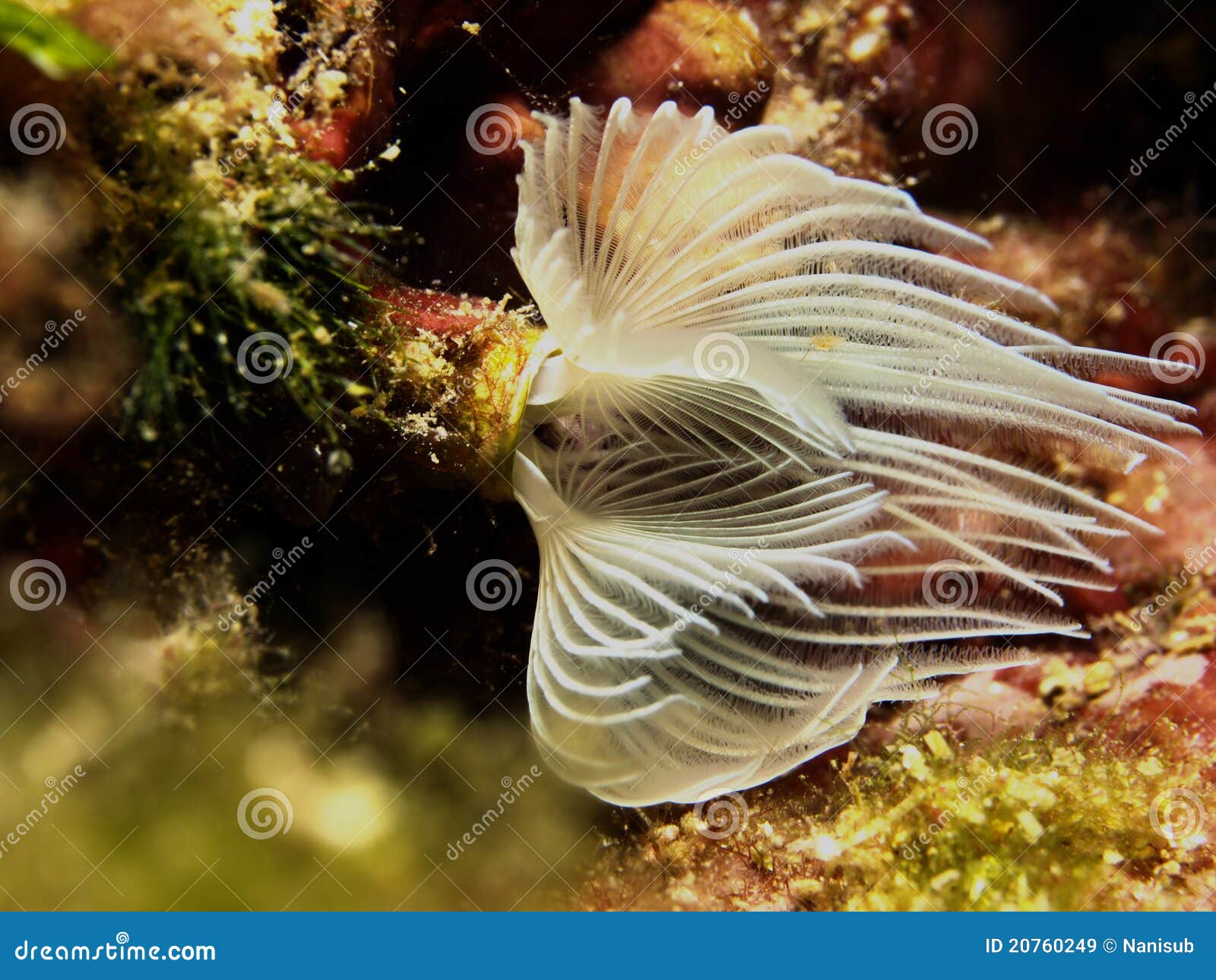 Pipe worm stock image. Image of fish, pipe, mediterranean - 20760249