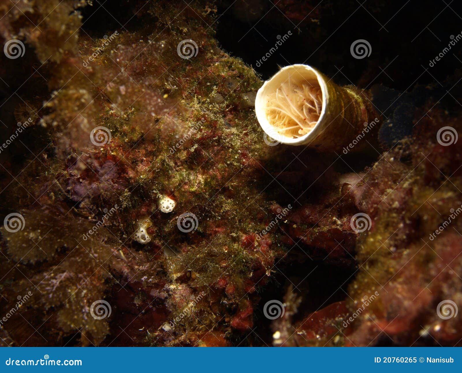 Pipe worm stock image. Image of bottom, mediterranean - 20760265