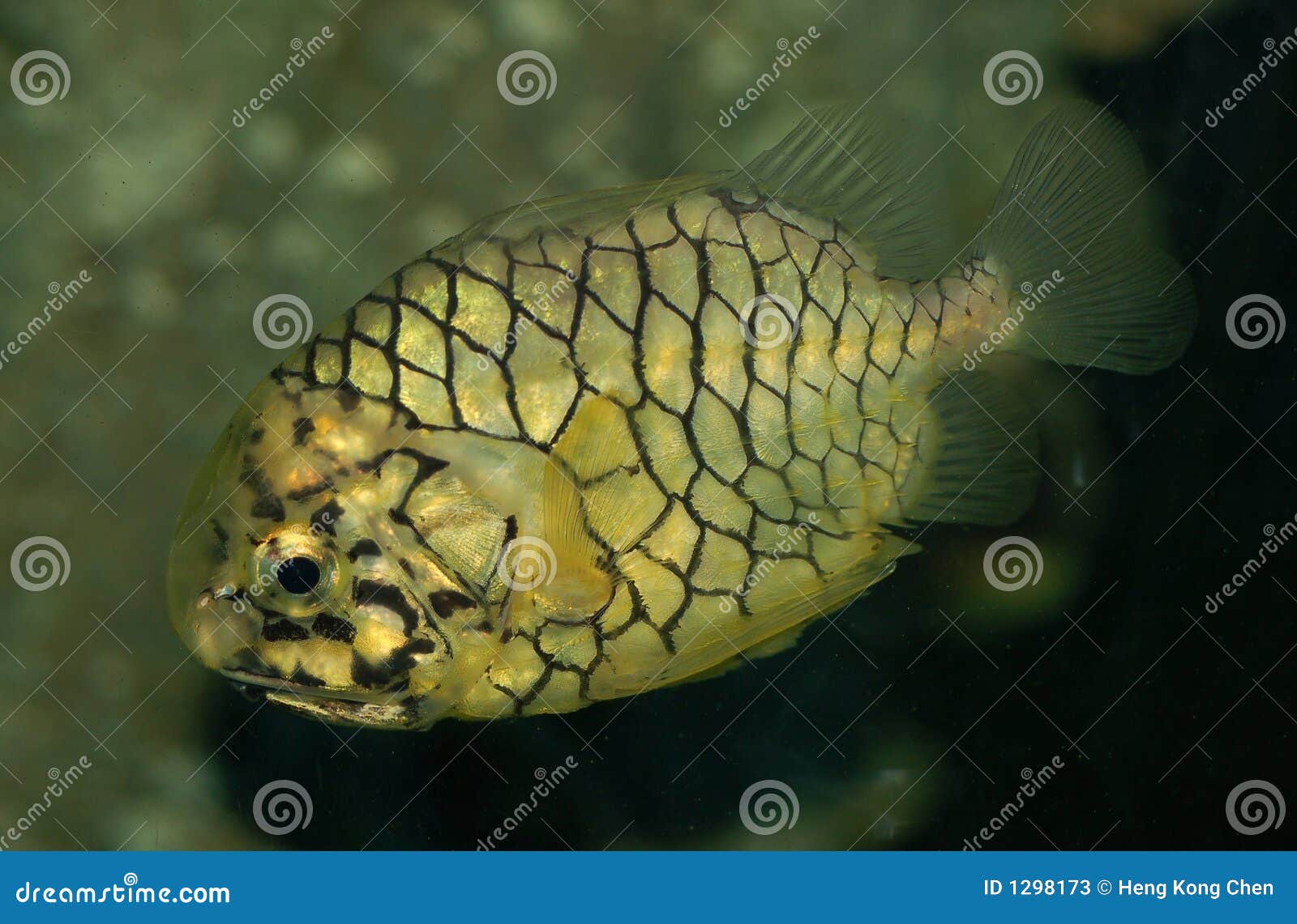 Pieapple Fish Stock Photos - Free & Royalty-Free Stock Photos from ...