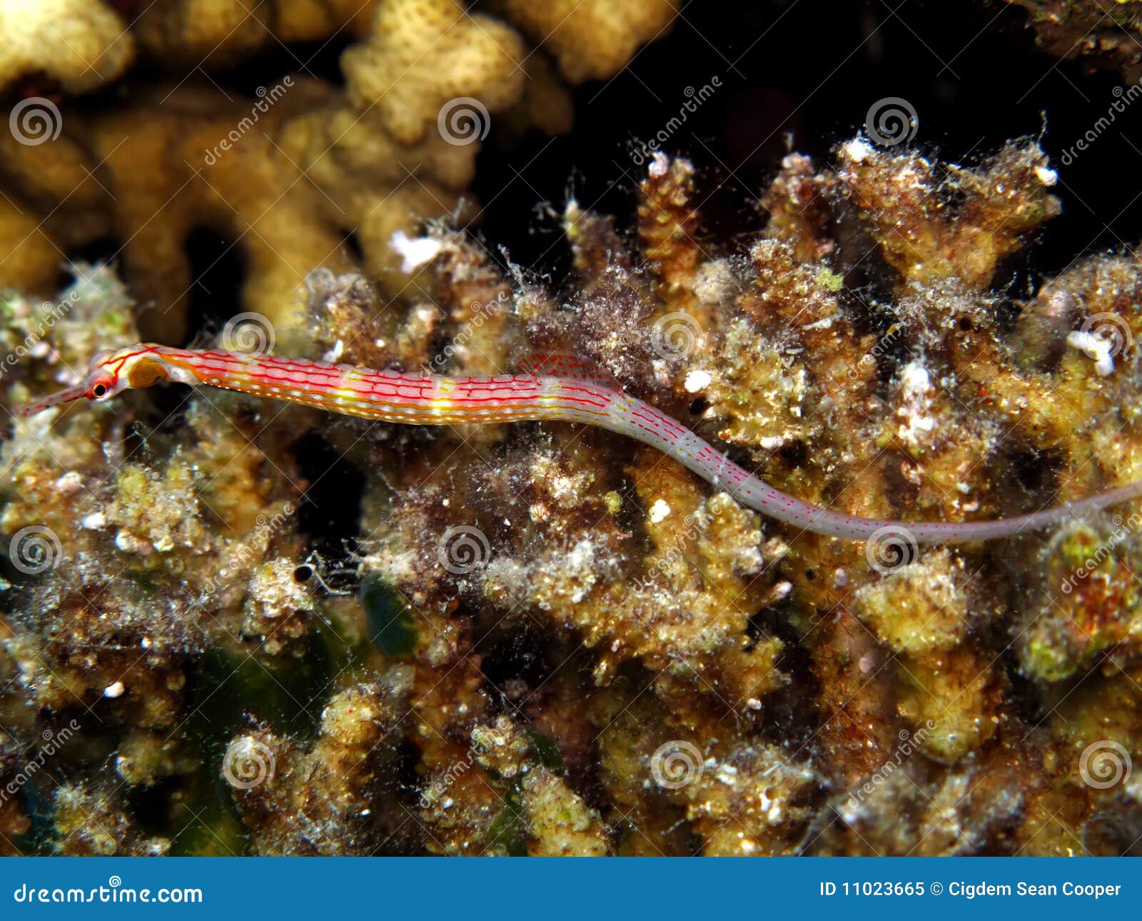 Pipefish stock image. Image of aquatic, nature, underwater - 11023665