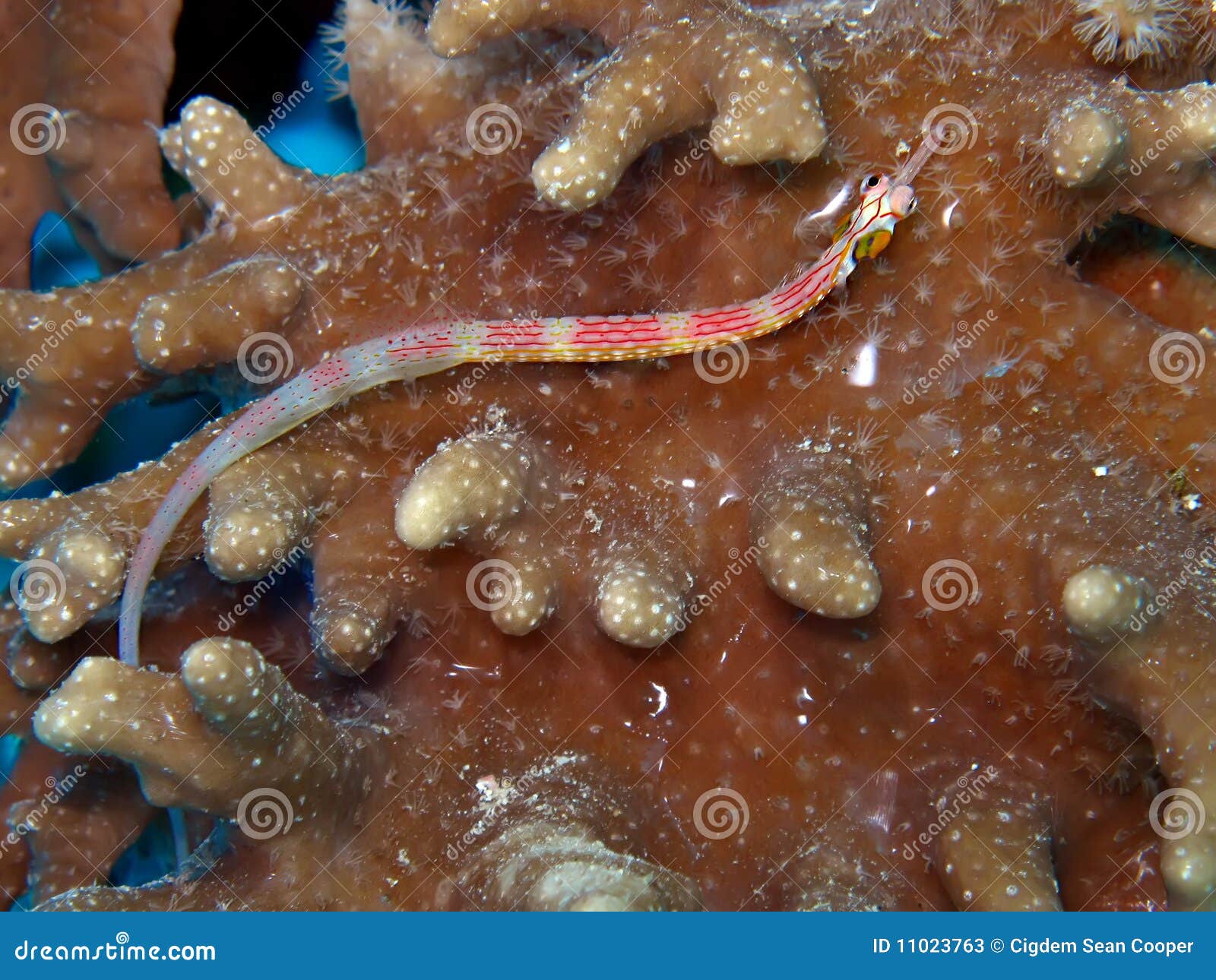 Pipefish stock image. Image of underwater, colony, corythoichthys ...