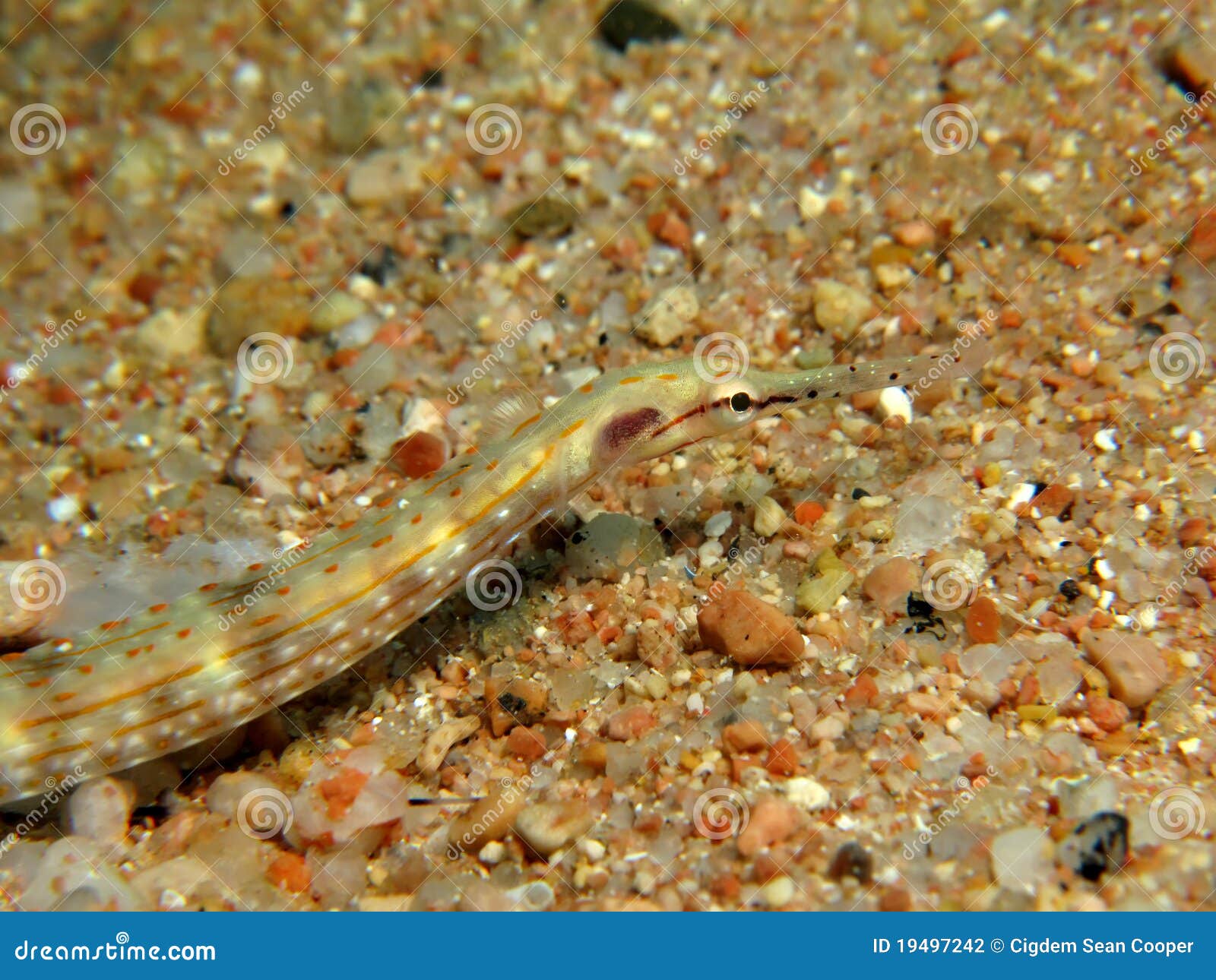 Pipefish stock photo. Image of reef, marine, pipefish - 19497242