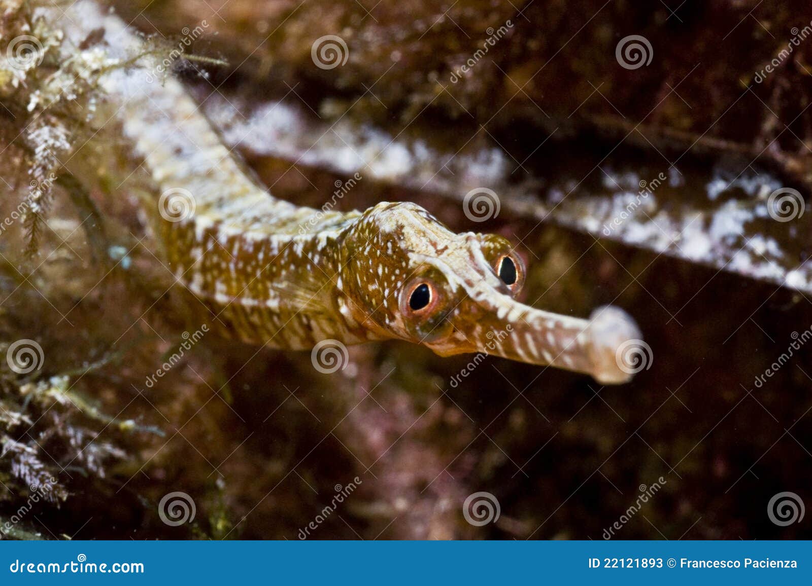 Pipefish stock image. Image of tyrreniana, eyes, italy - 22121893