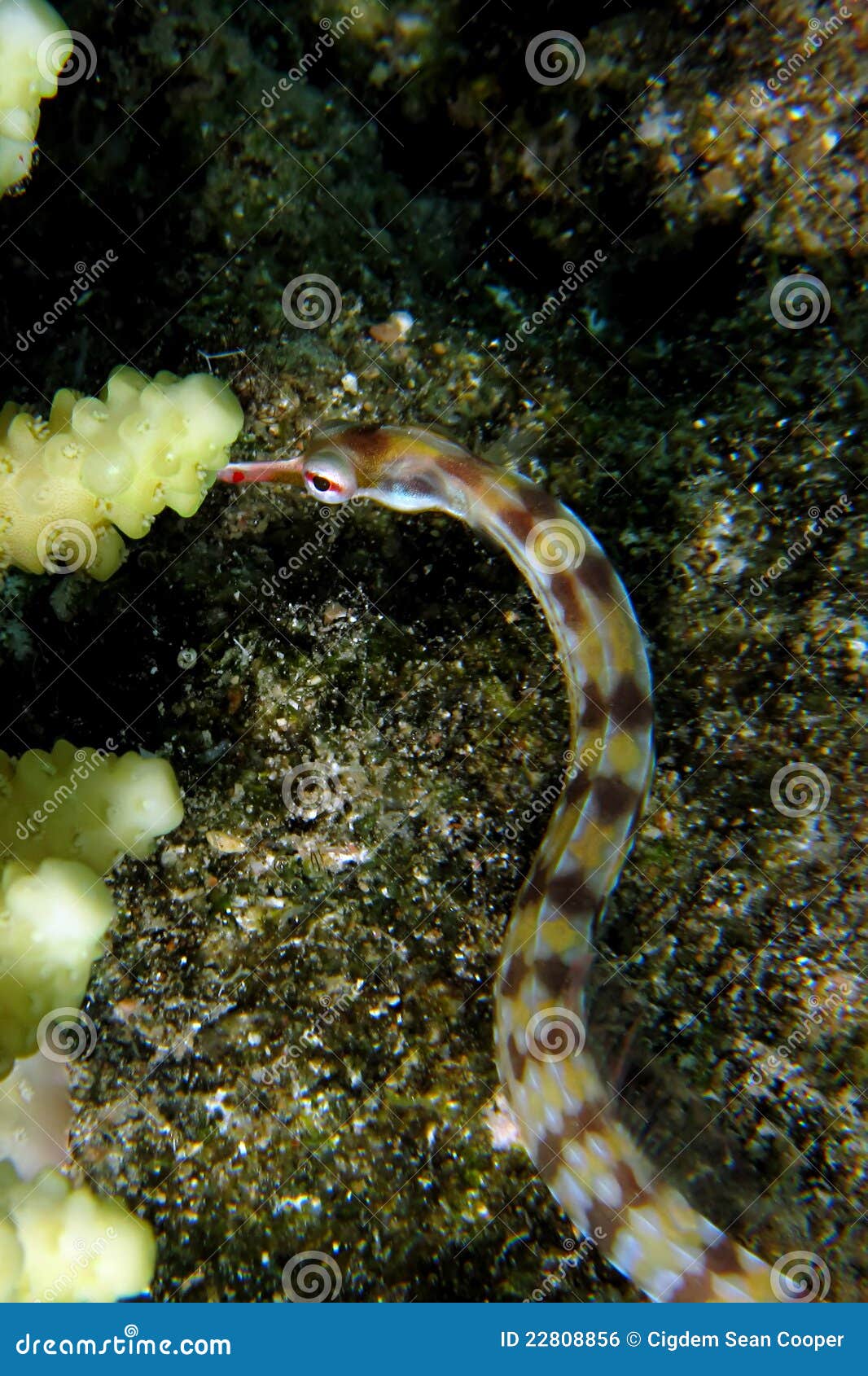 Pipefish stock photo. Image of tropical, fish, dive, colony - 22808856