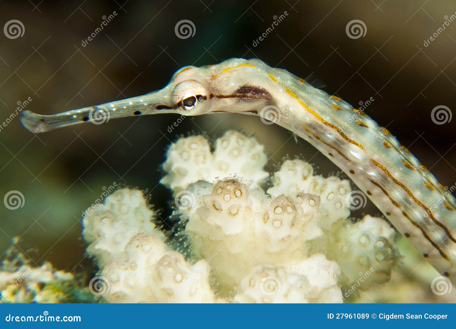 Pipefish stock image. Image of dive, pipefish, sandy - 27961089