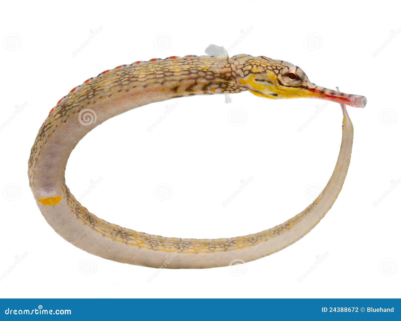 Marine Fish Royalty-Free Stock Photography | CartoonDealer.com #11898083