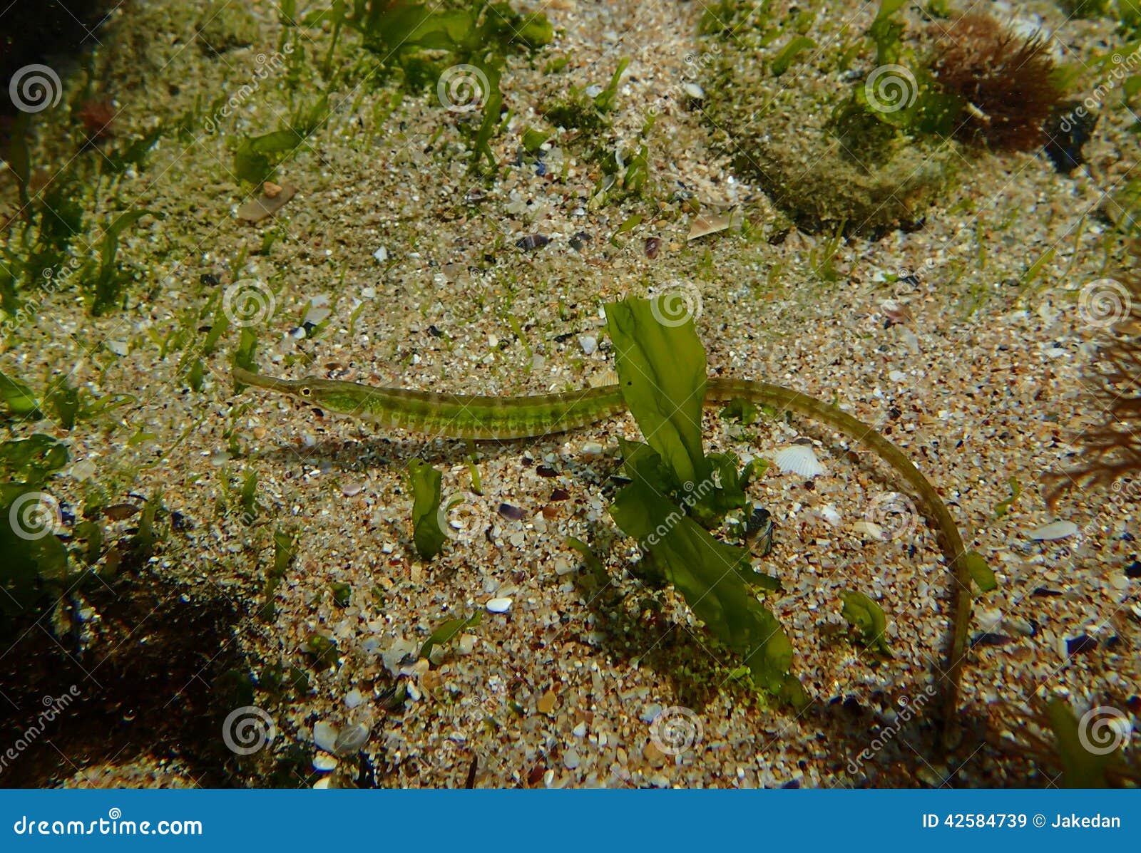 Pipefish stock image. Image of fauna, bottom, green, wild - 42584739