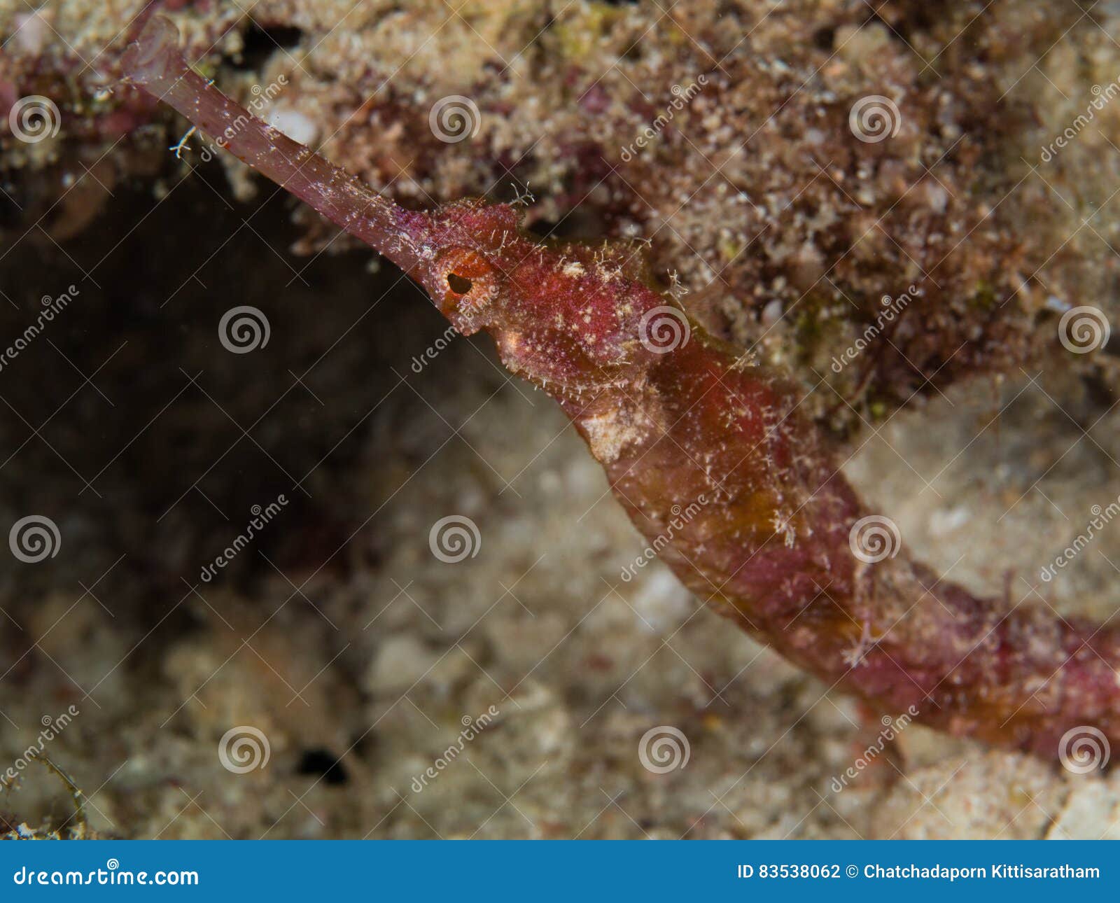 Pipefish stock photo. Image of marine, raja, double, scuba - 83538062