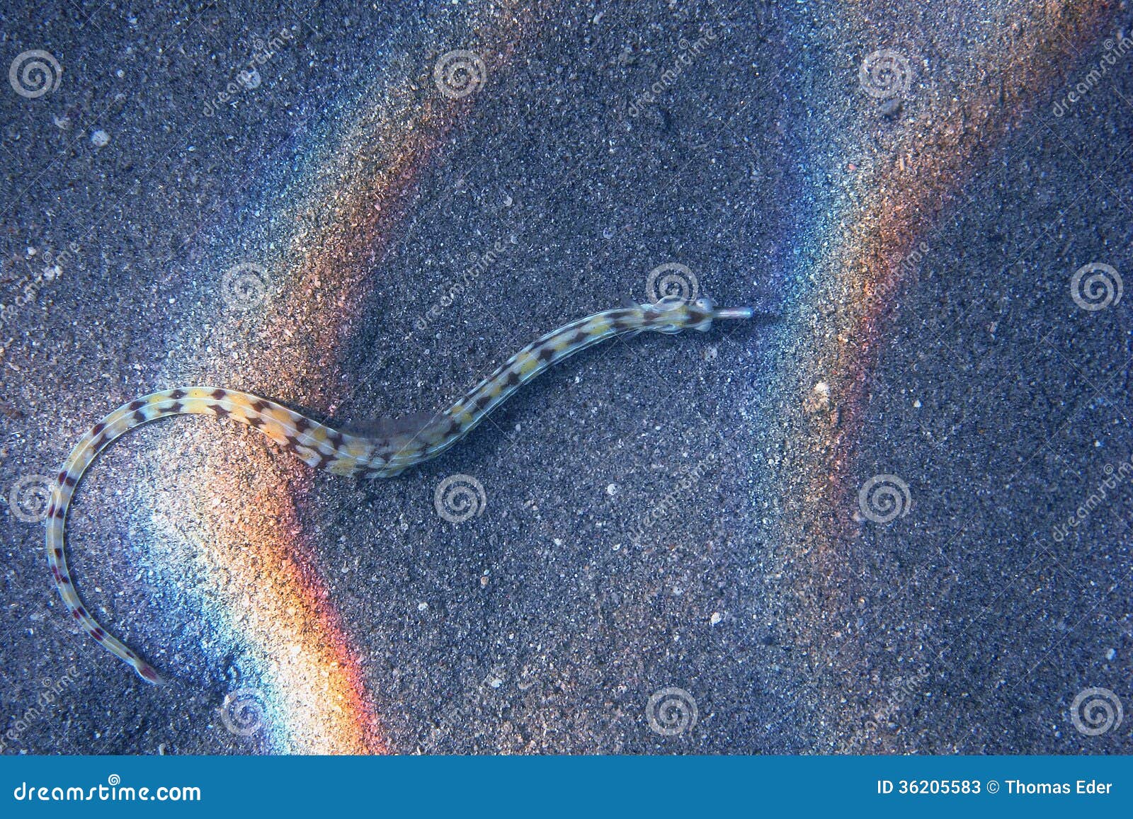 Pipefish in red sea stock image. Image of life, clear - 36205583