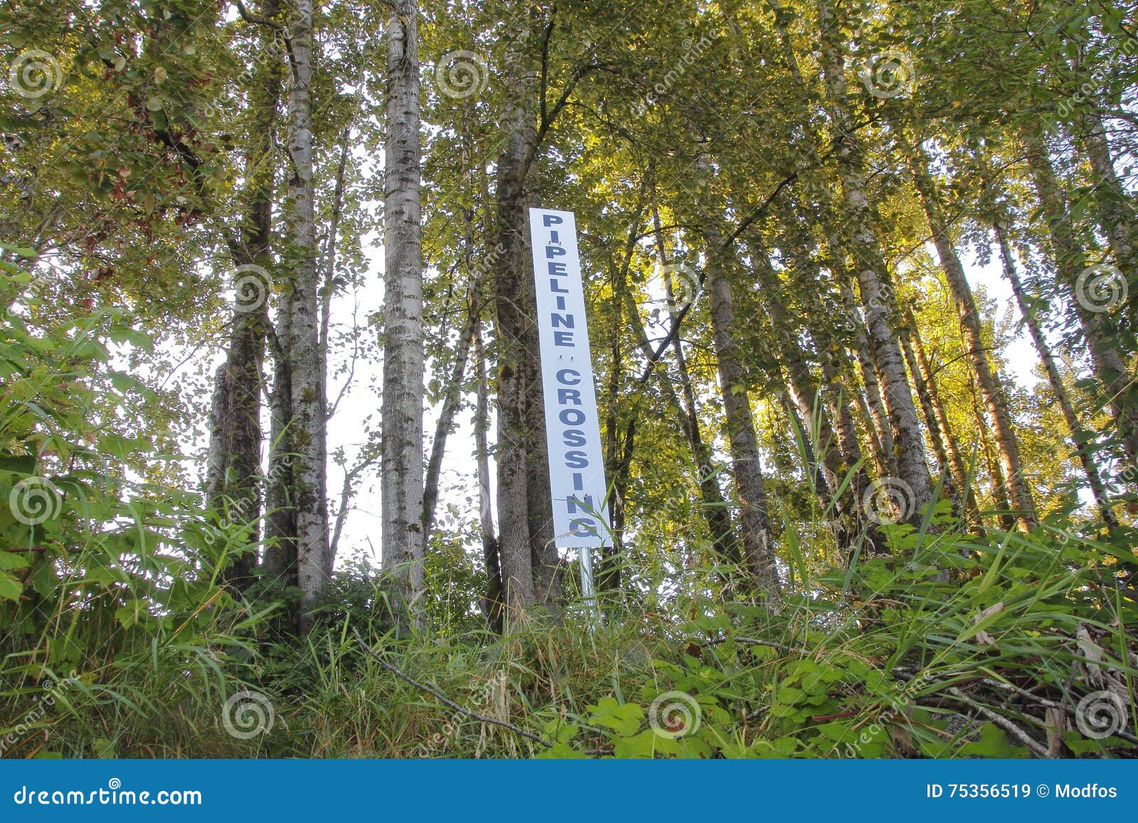 Pipeline Crossing Sign in Forest Stock Image - Image of english ...