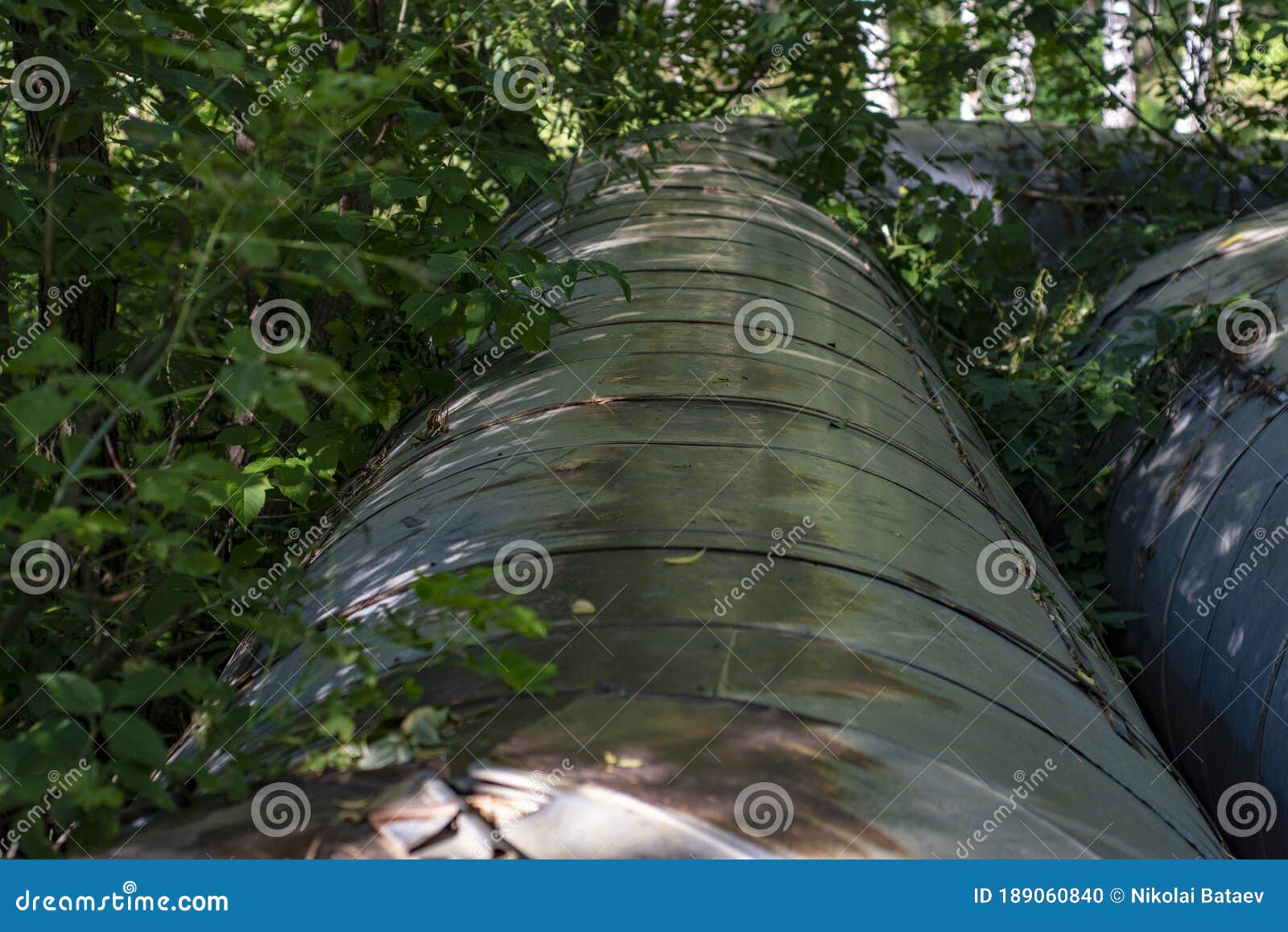 Pipeline in the Forest among the Trees Stock Photo - Image of ...