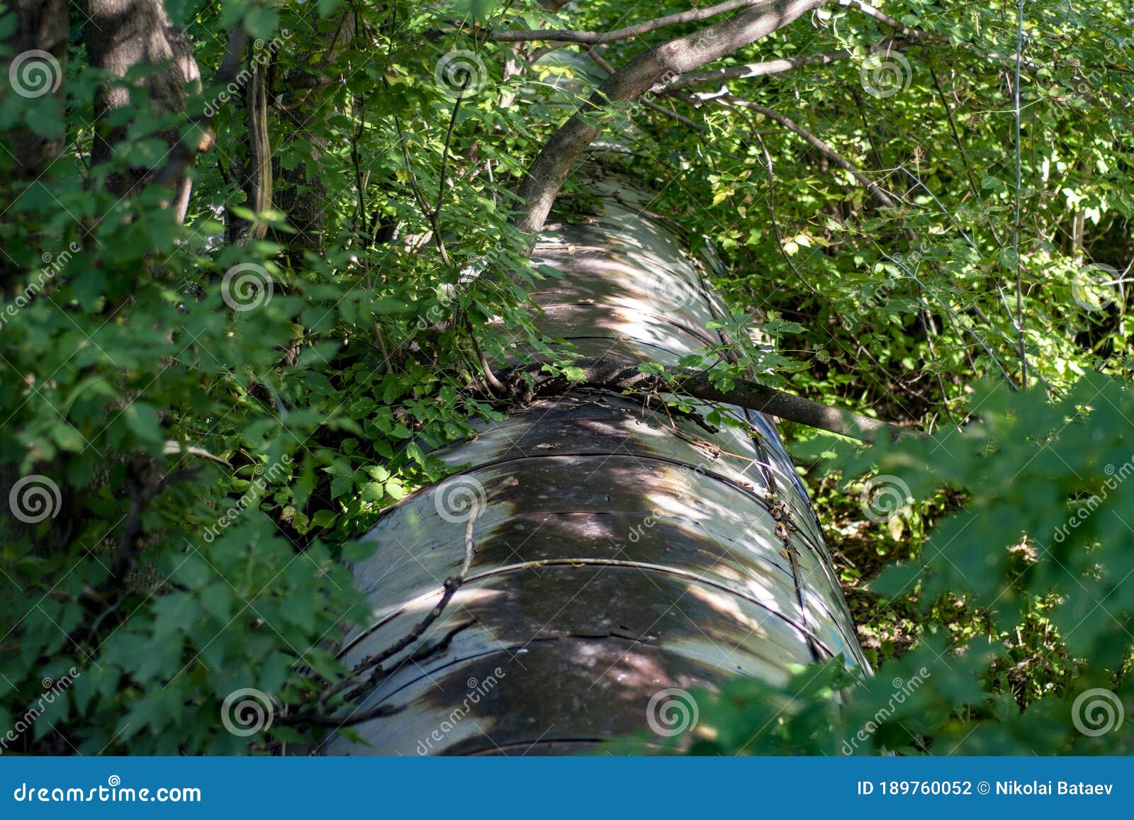 Pipeline in the forest stock photo. Image of supply - 189760052
