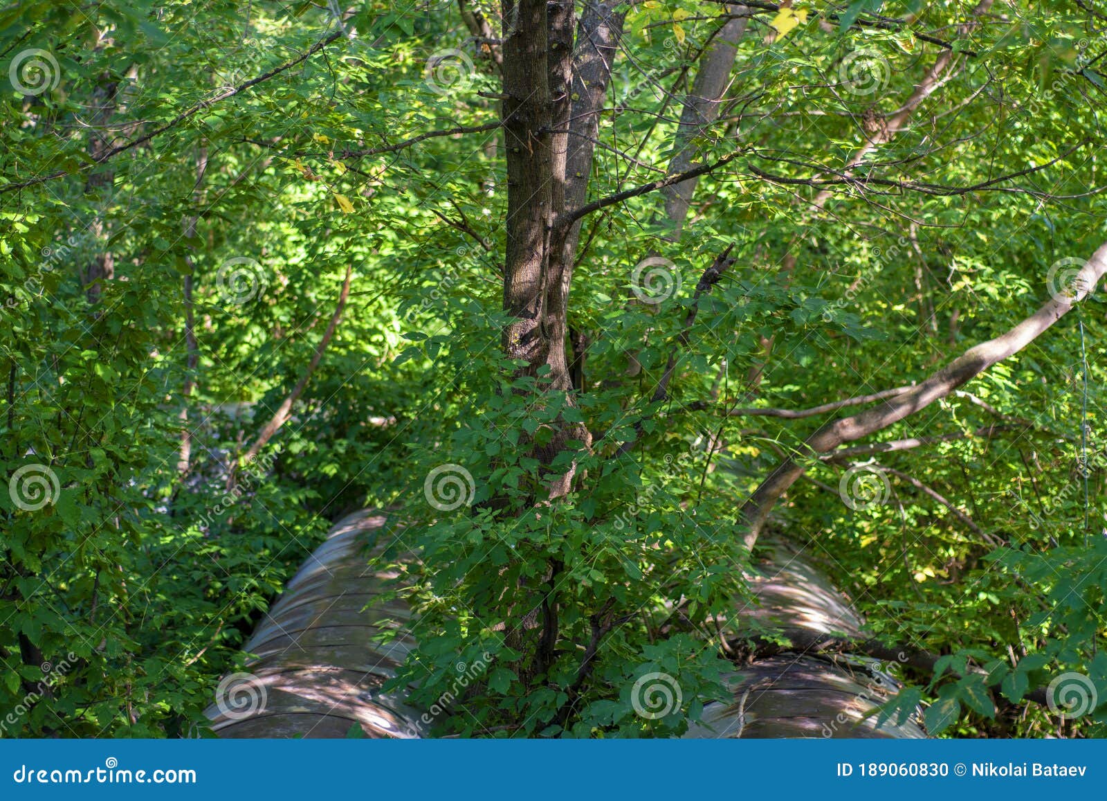 Pipeline in the Forest among the Trees Stock Photo - Image of business ...