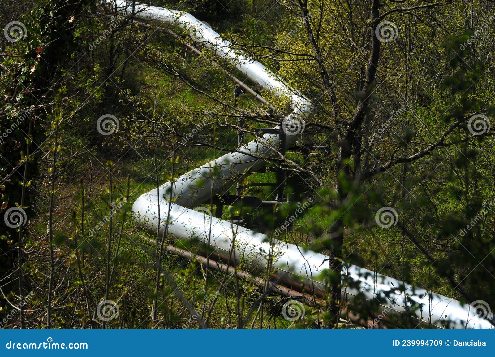 Pipeline, Pipes in the Middle of a Forest Stock Image - Image of ...