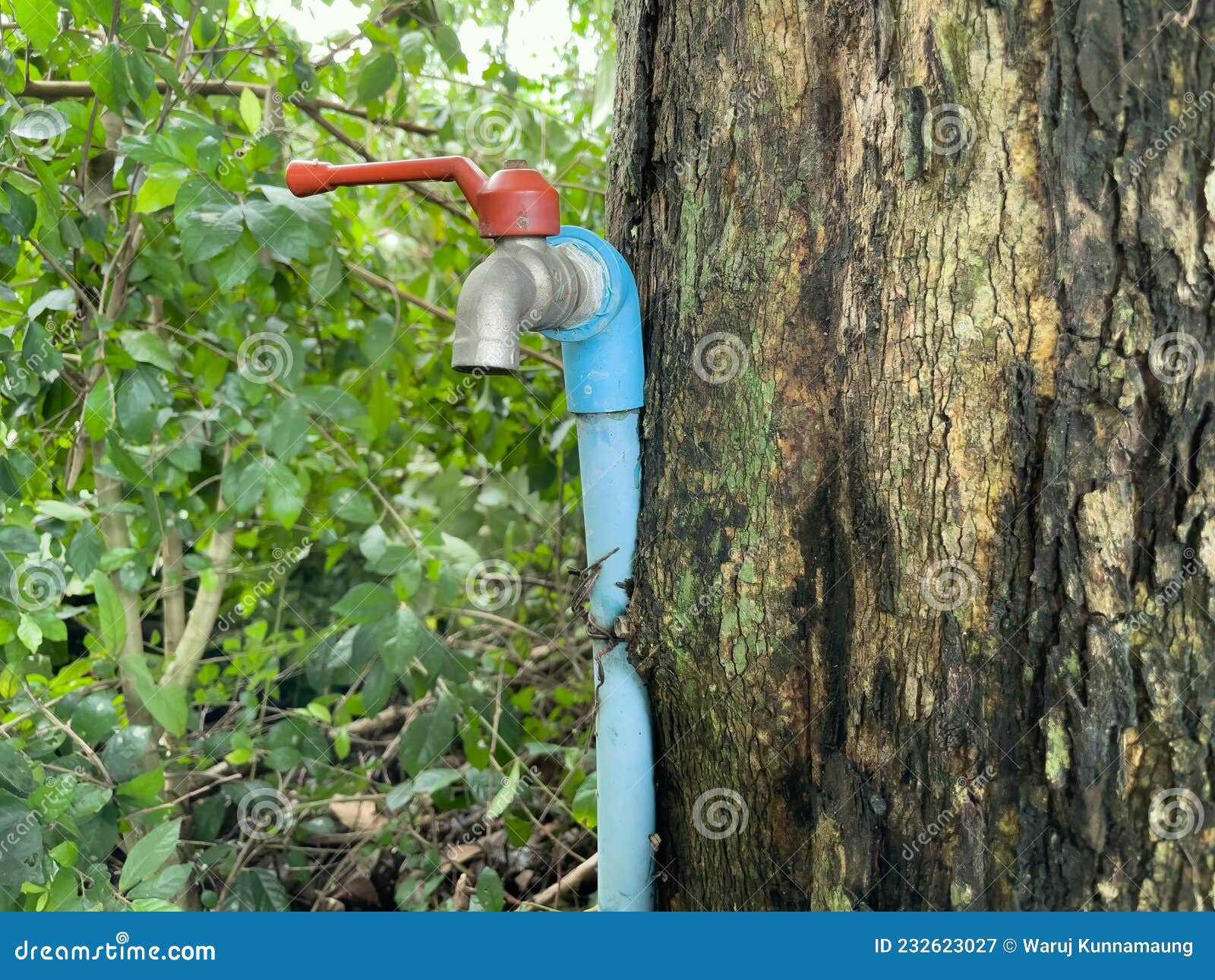 Pipeline System on the Trunk of a Tree. Stock Image - Image of lovely ...