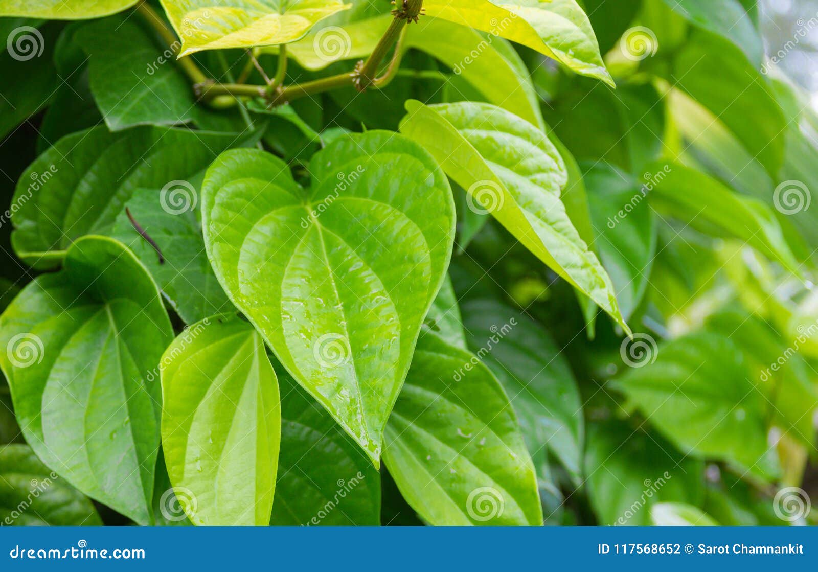Piper Betle fotografia stock. Immagine di parco, erba - 117568652