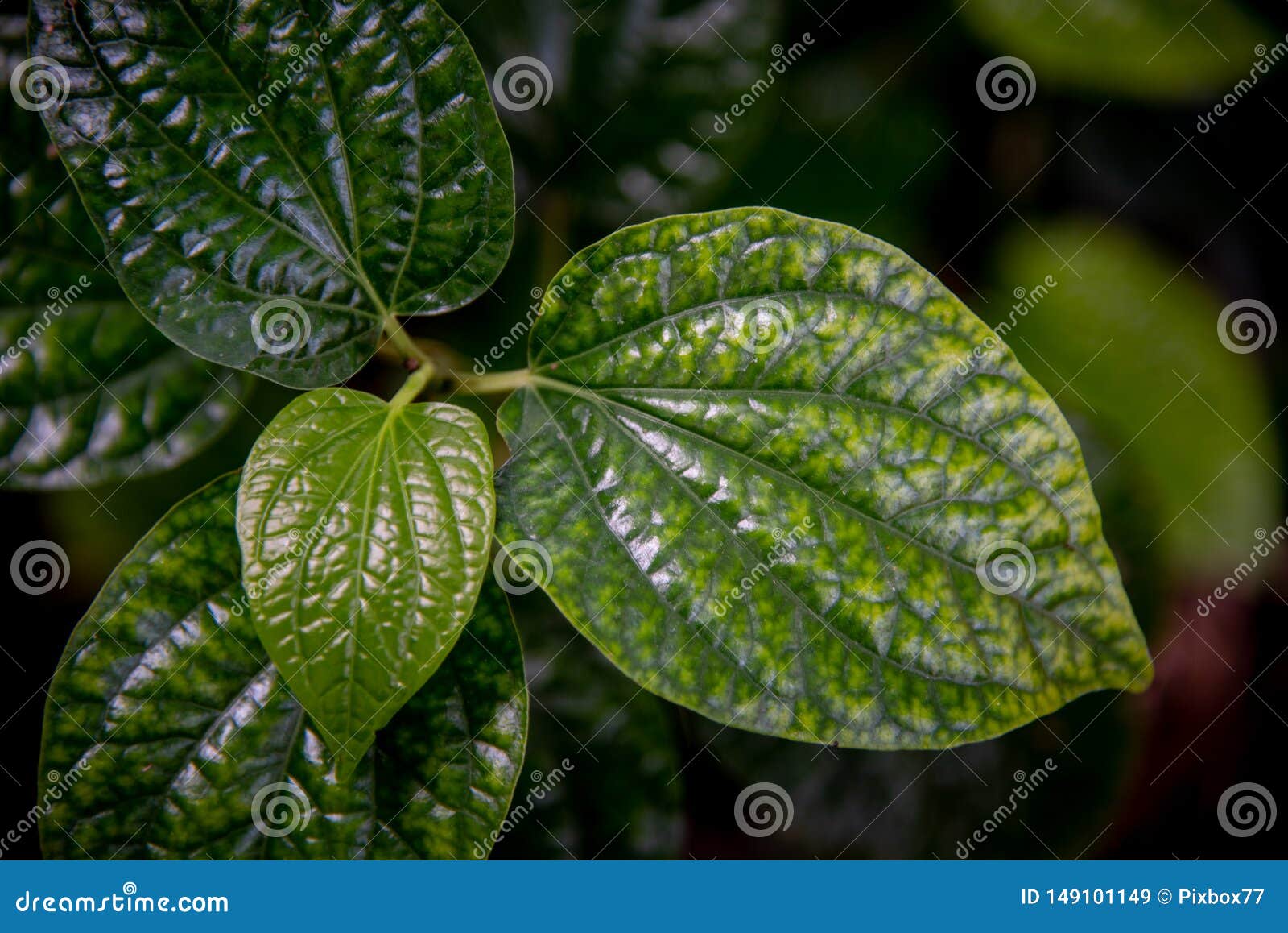 Piper betle leaf close up stock image. Image of closeup - 149101149