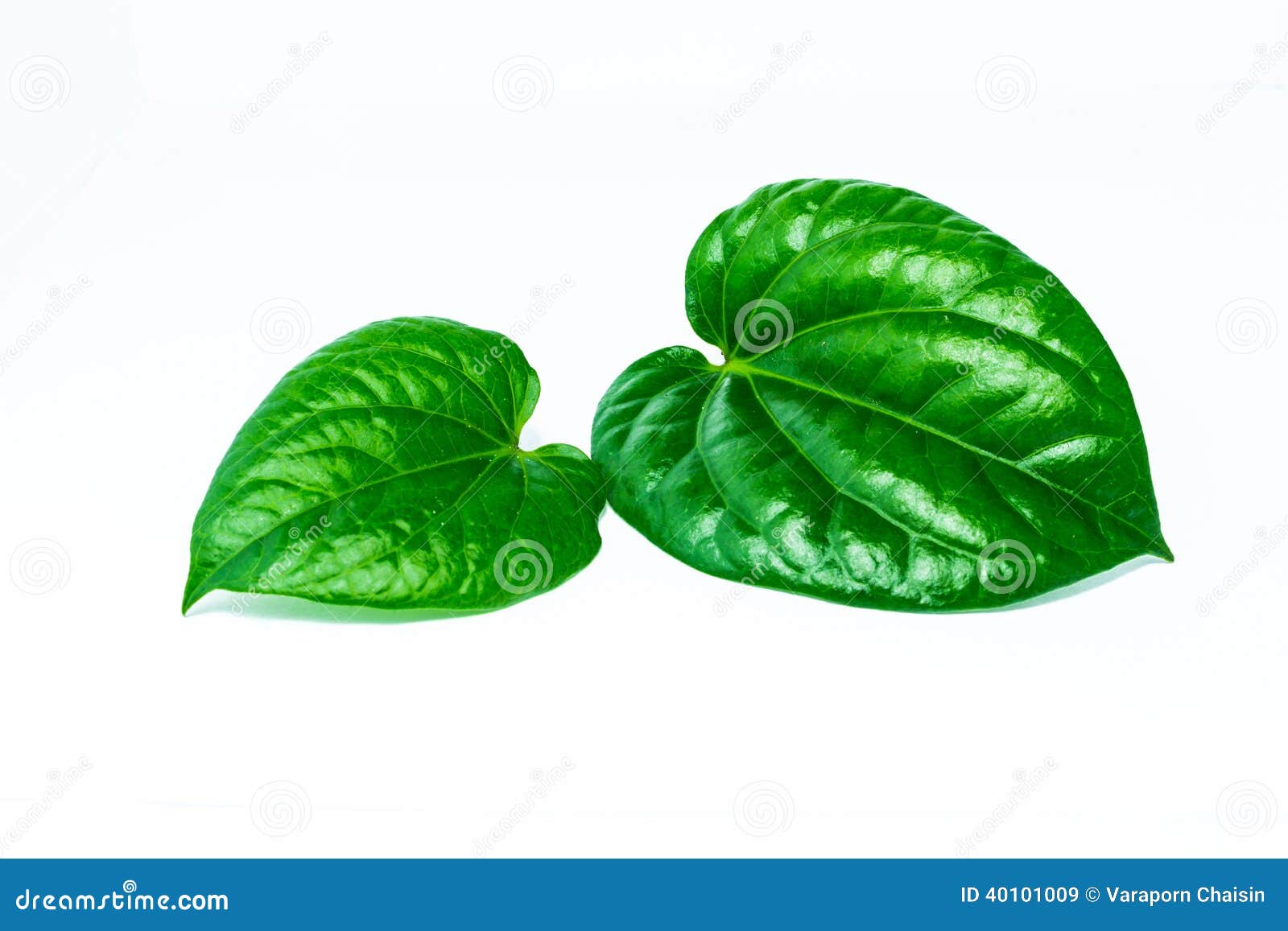Piper betle leaves stock image. Image of piper, herbal - 40101009