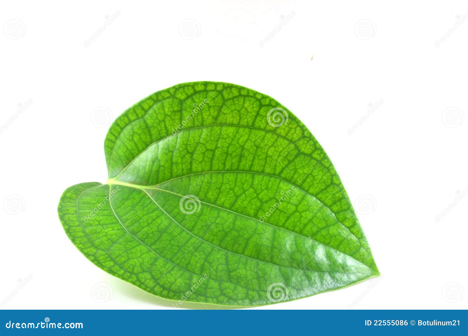 Piper Betle Linn stock photo. Image of plant, flora, summer - 22555086