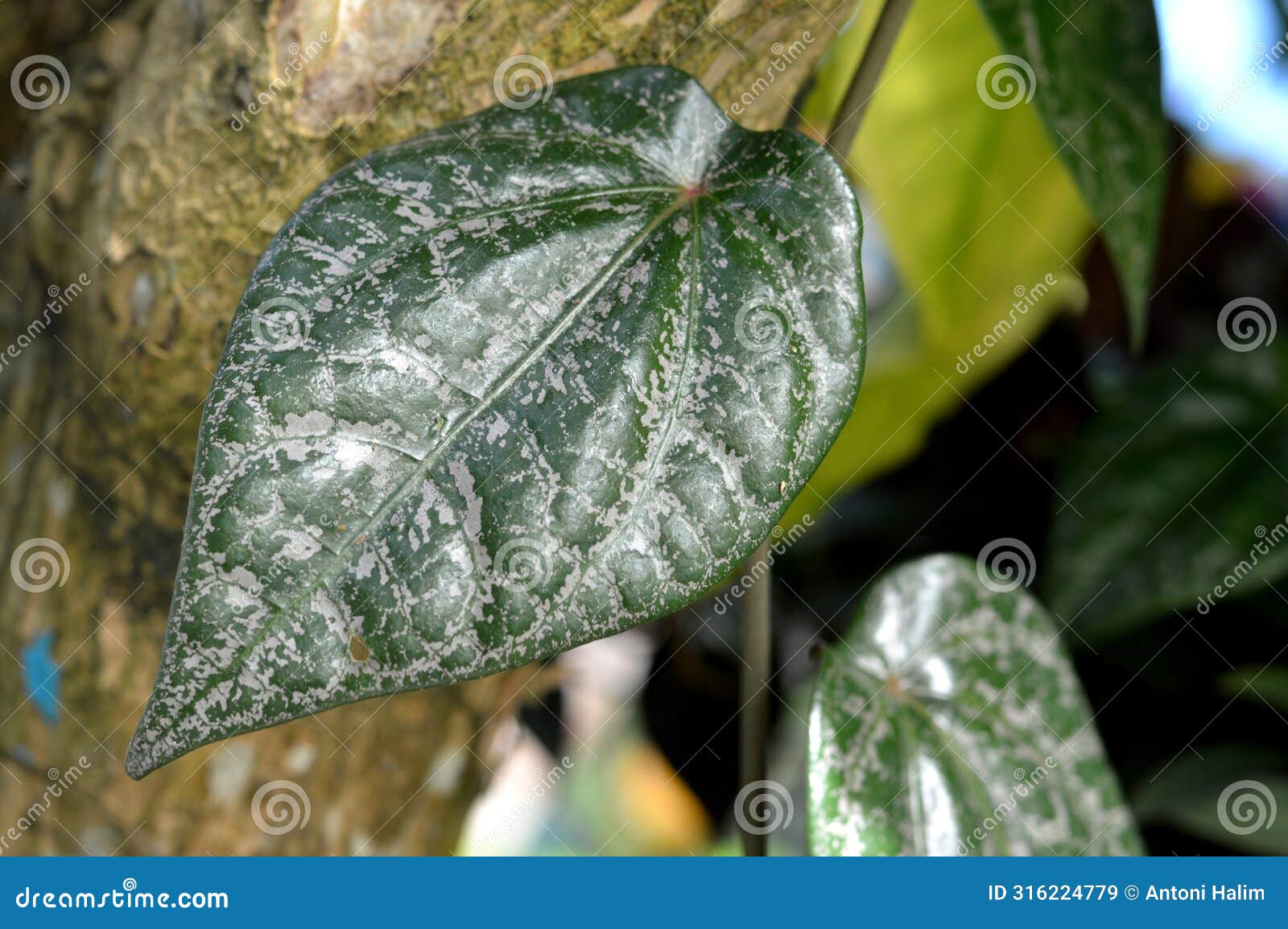 Piper crocatum stock image. Image of growth, health - 316224779
