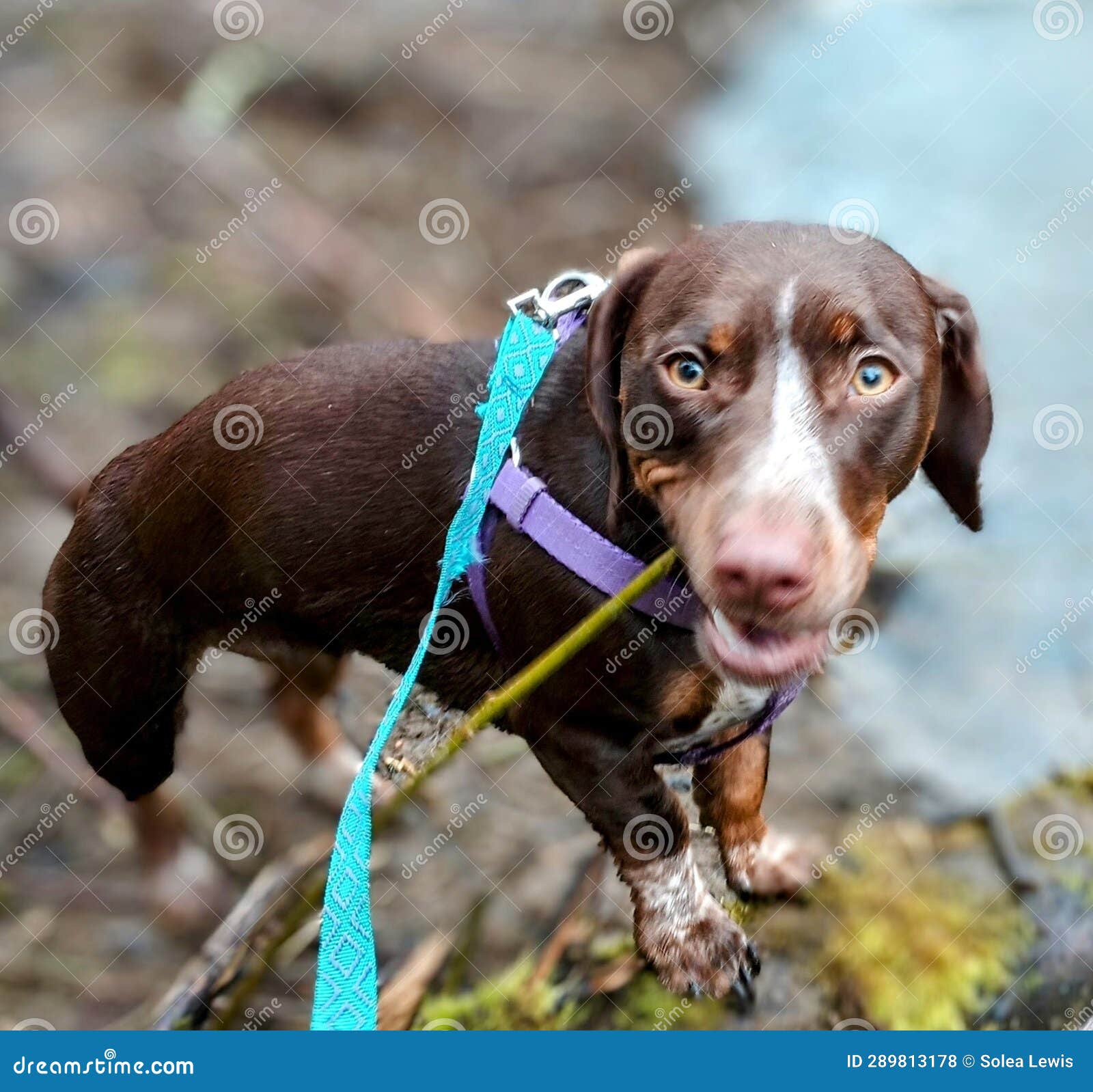 Piper the Daushound Pittie stock photo. Image of wildlife - 289813178