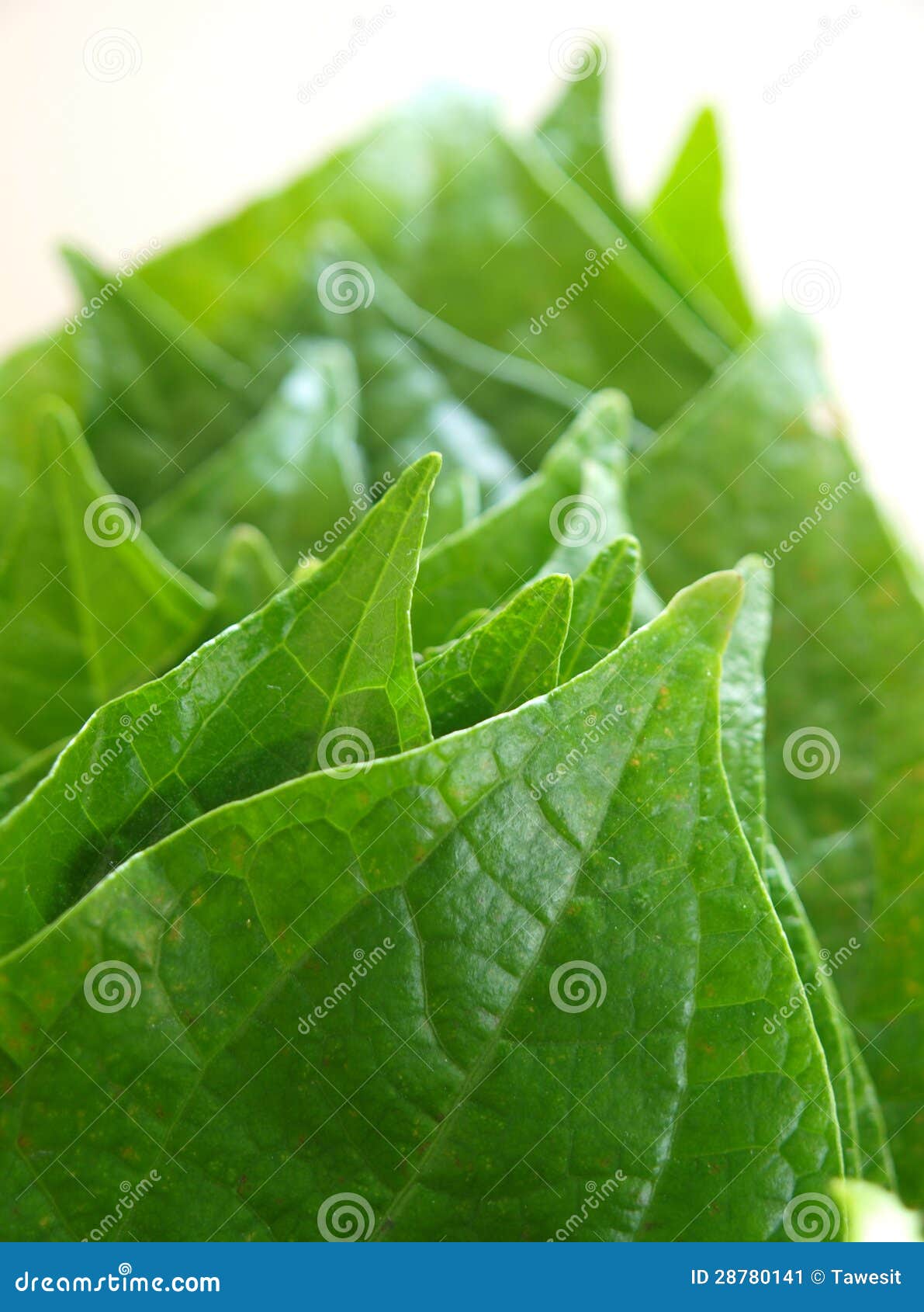Piper leaf stock image. Image of herbal, india, plant - 28780141
